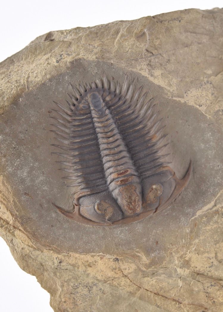 Arthropoda - Trilobita
