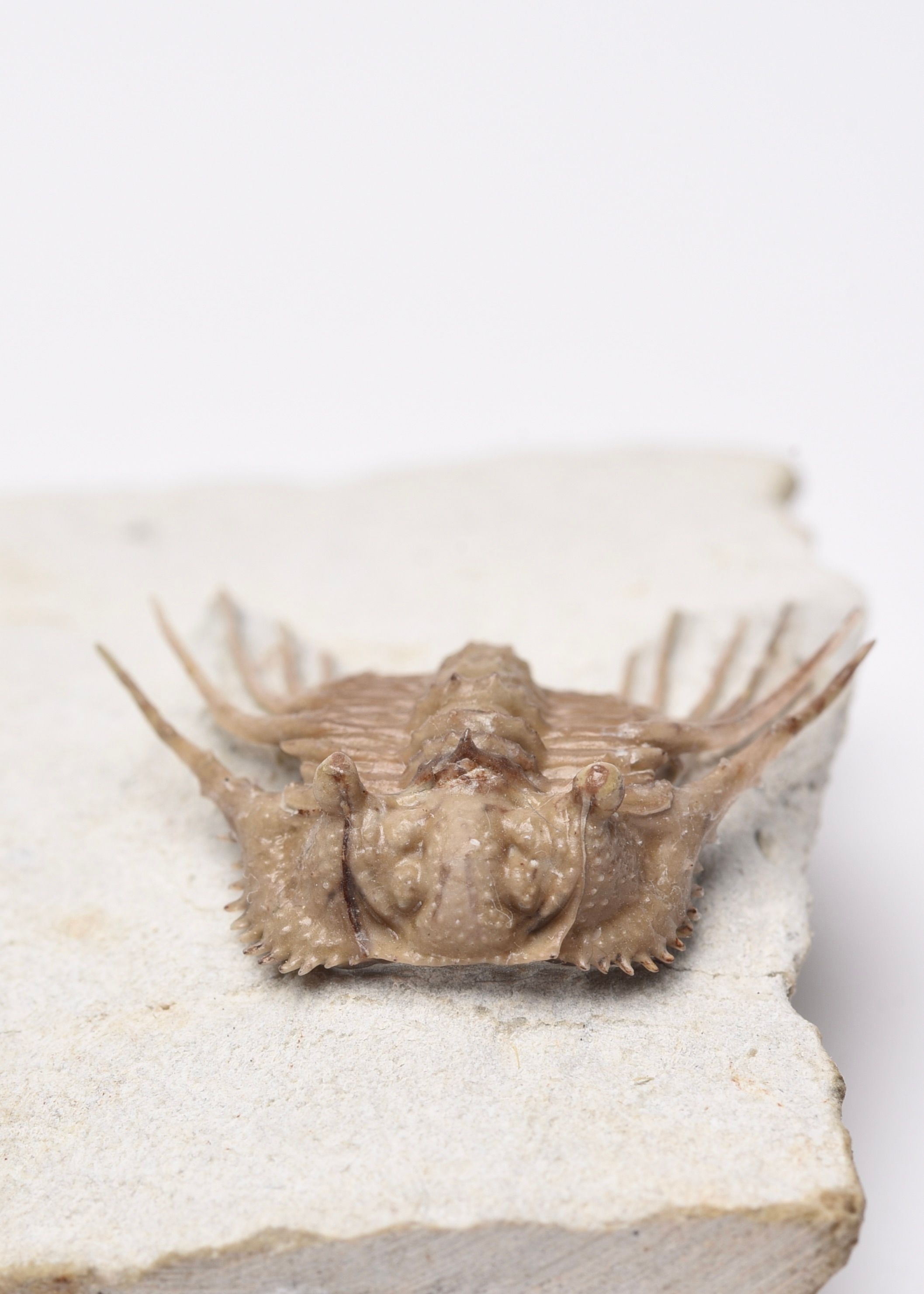 Kettneraspis williamsi