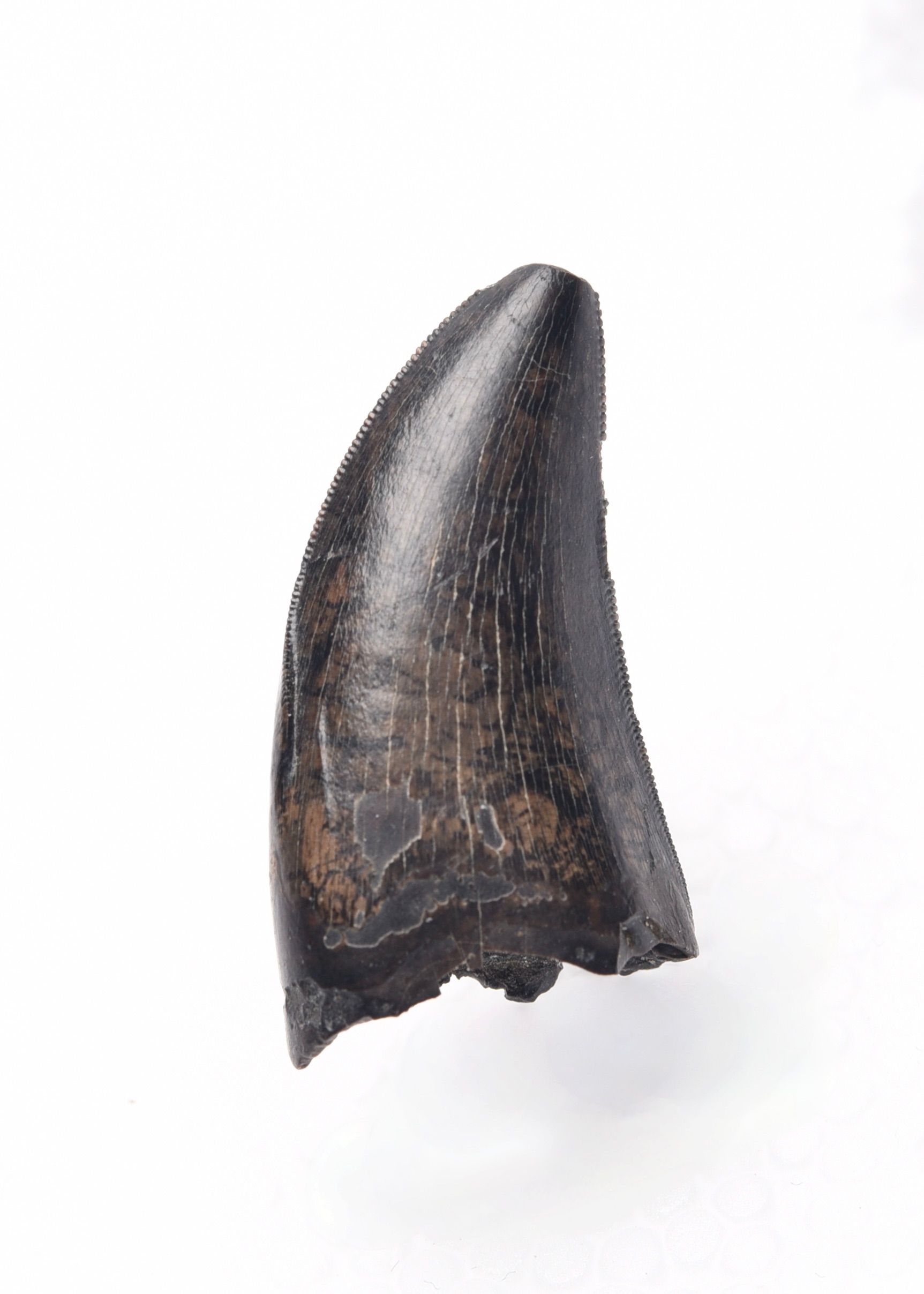 Canadian Tyrannosaur tooth