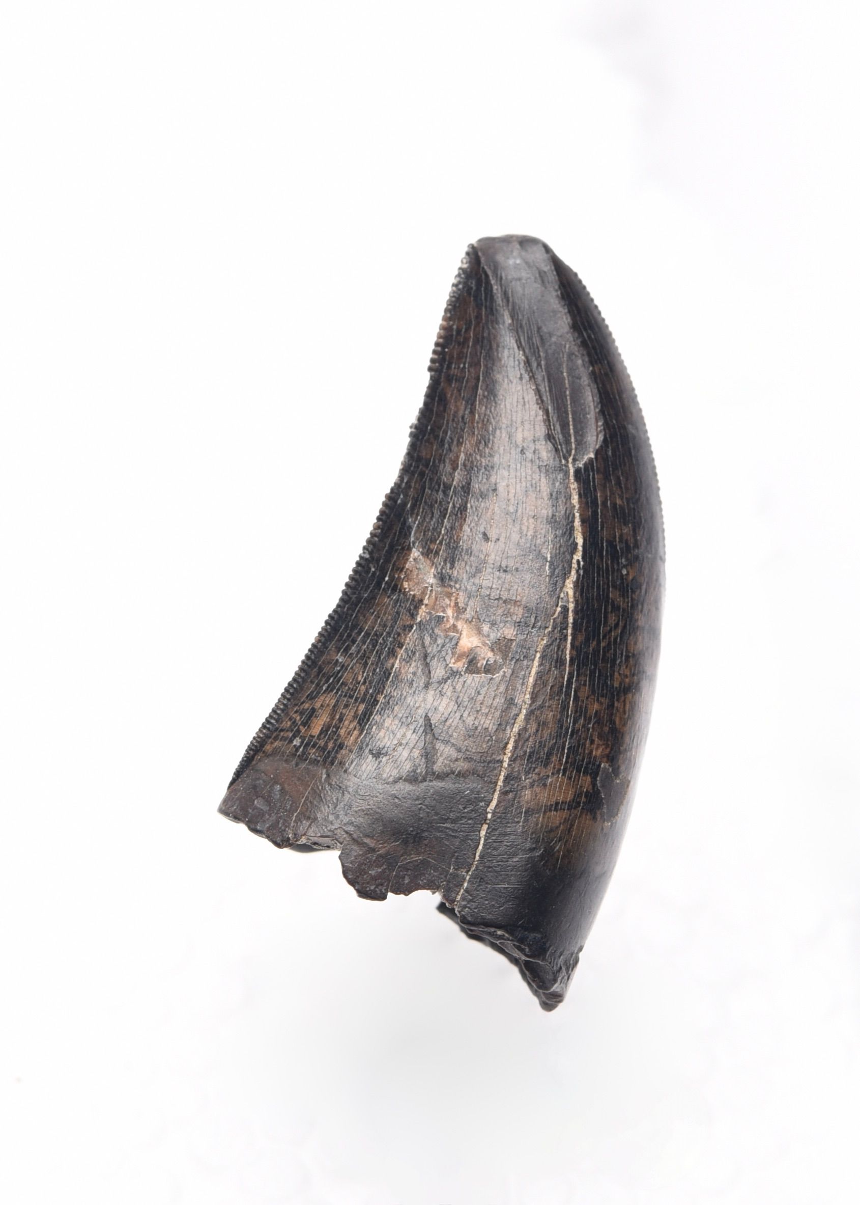 Canadian Tyrannosaur tooth