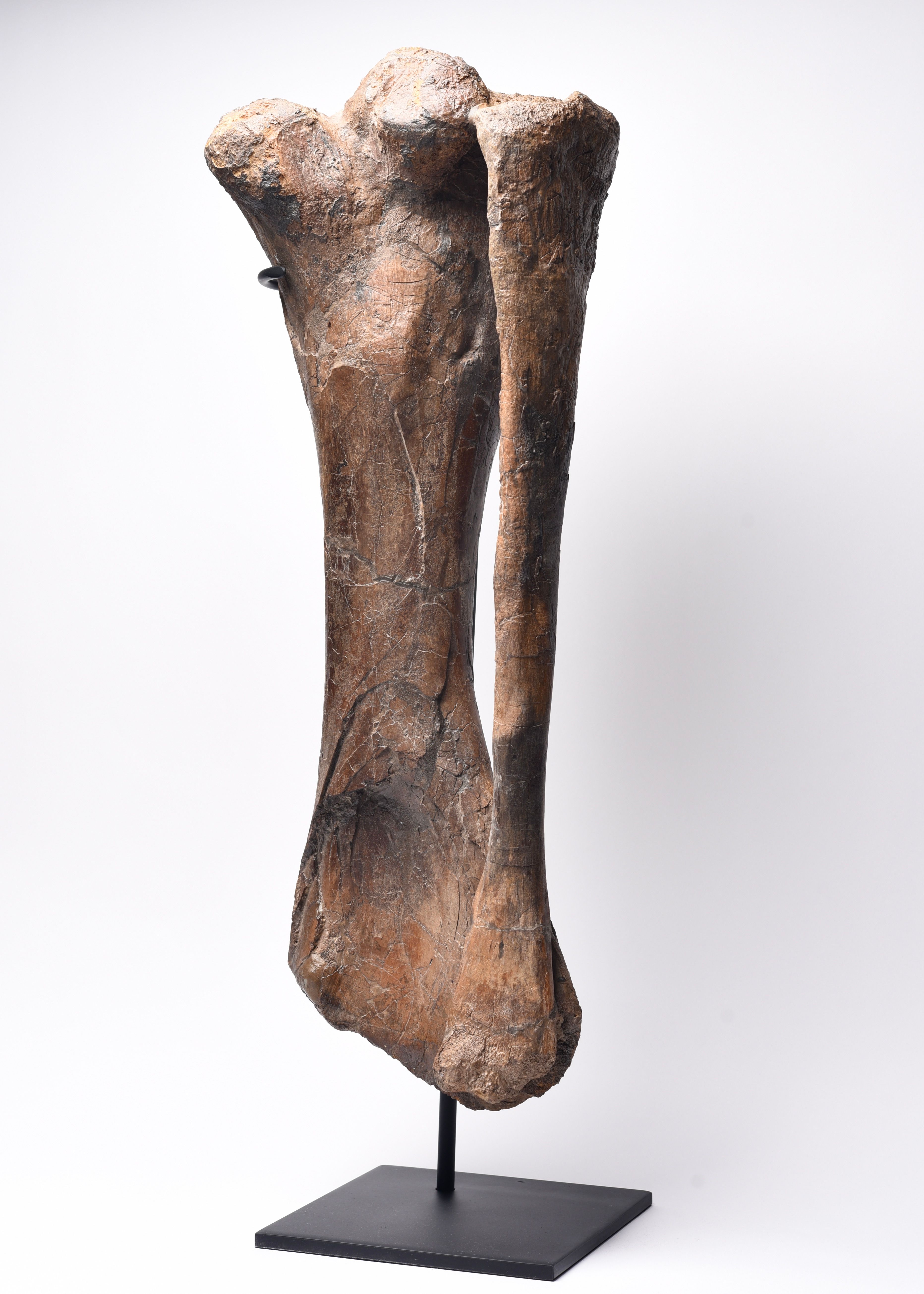 Triceratops Tibia - Fibula
