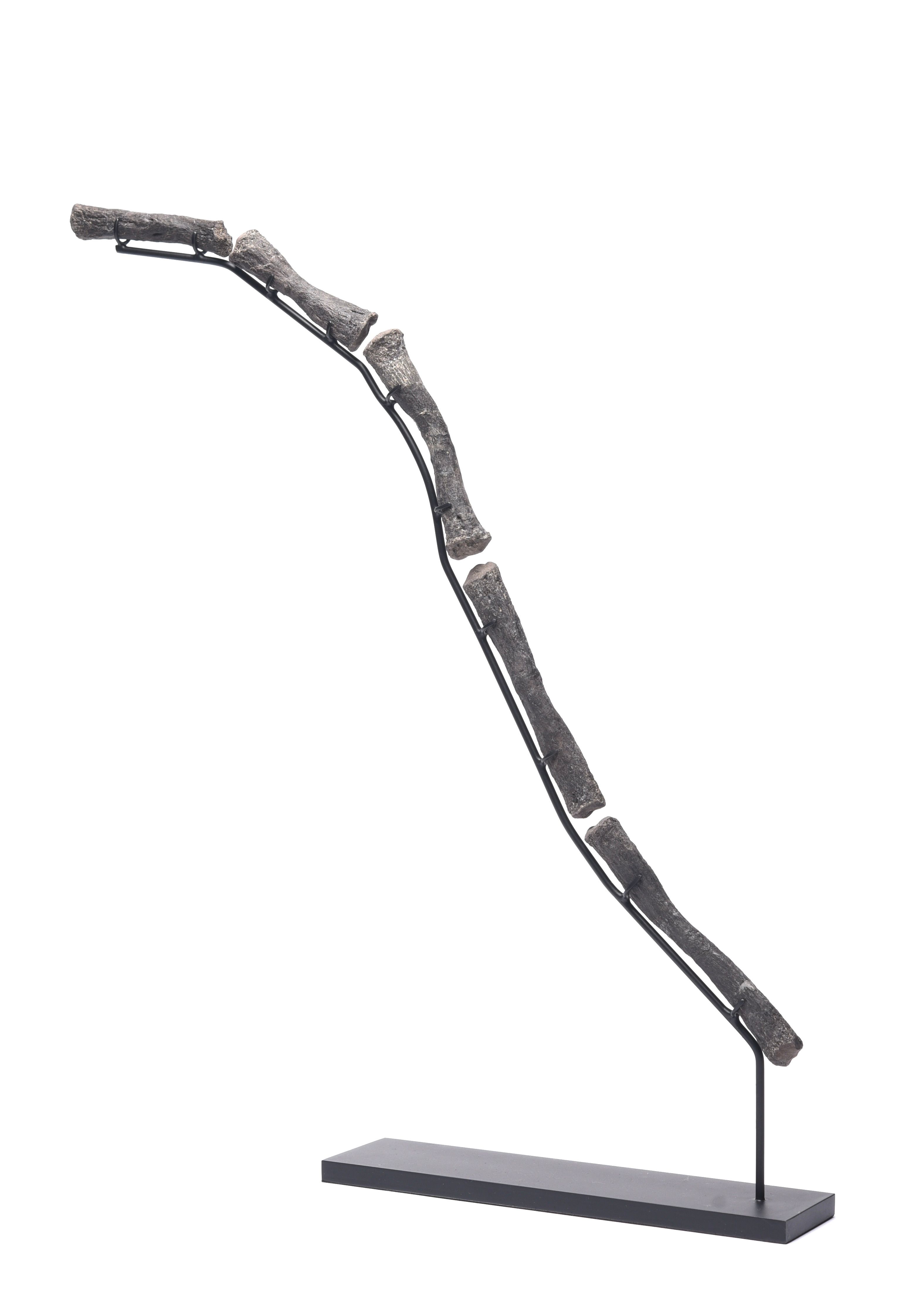 Diplodocus Tail Whip