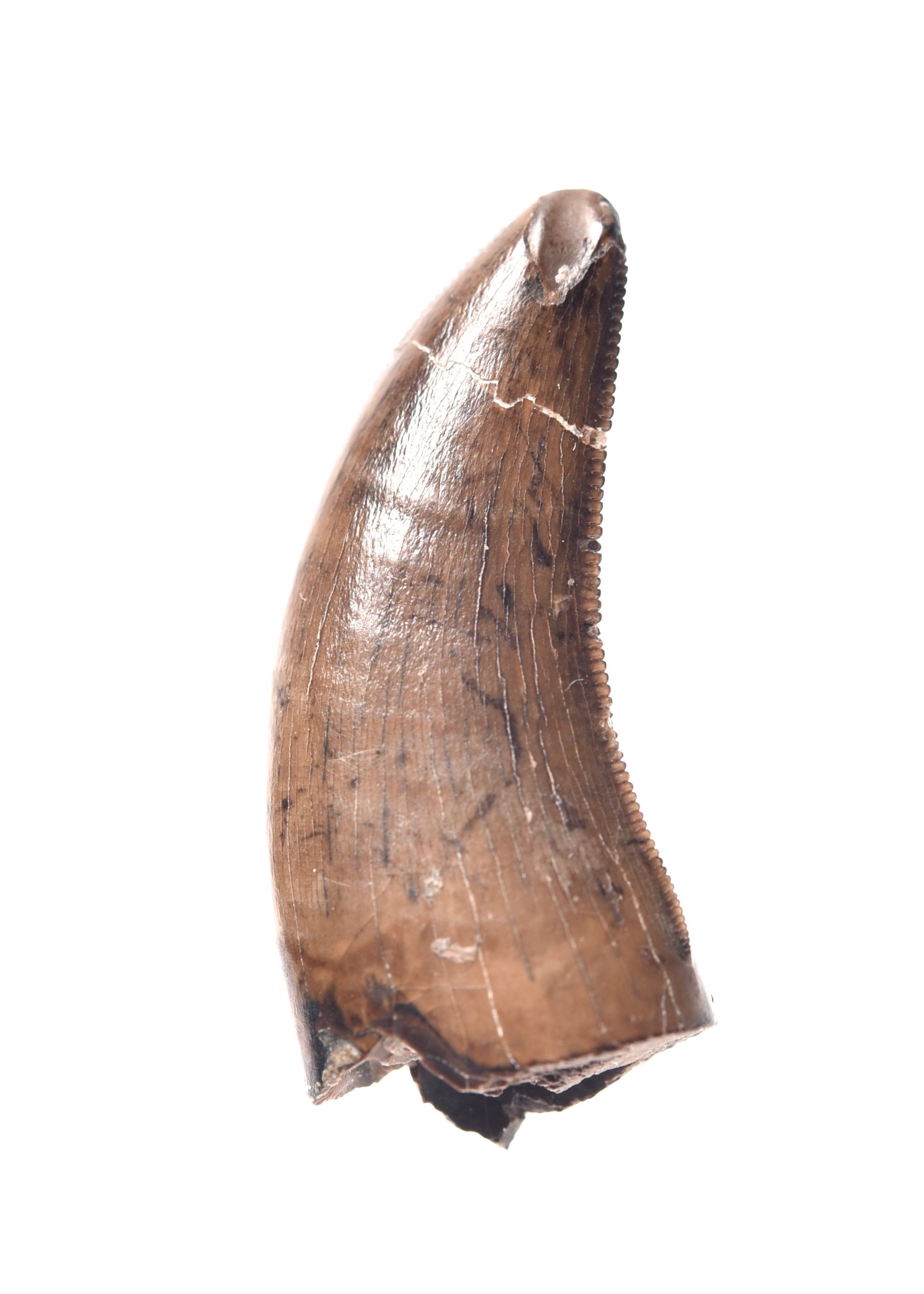 Dromaeosaurus albertensis tooth
