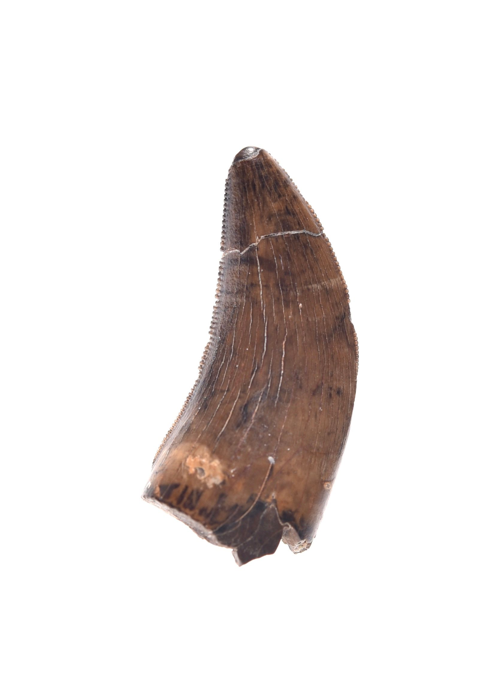 Dromaeosaurus albertensis tooth