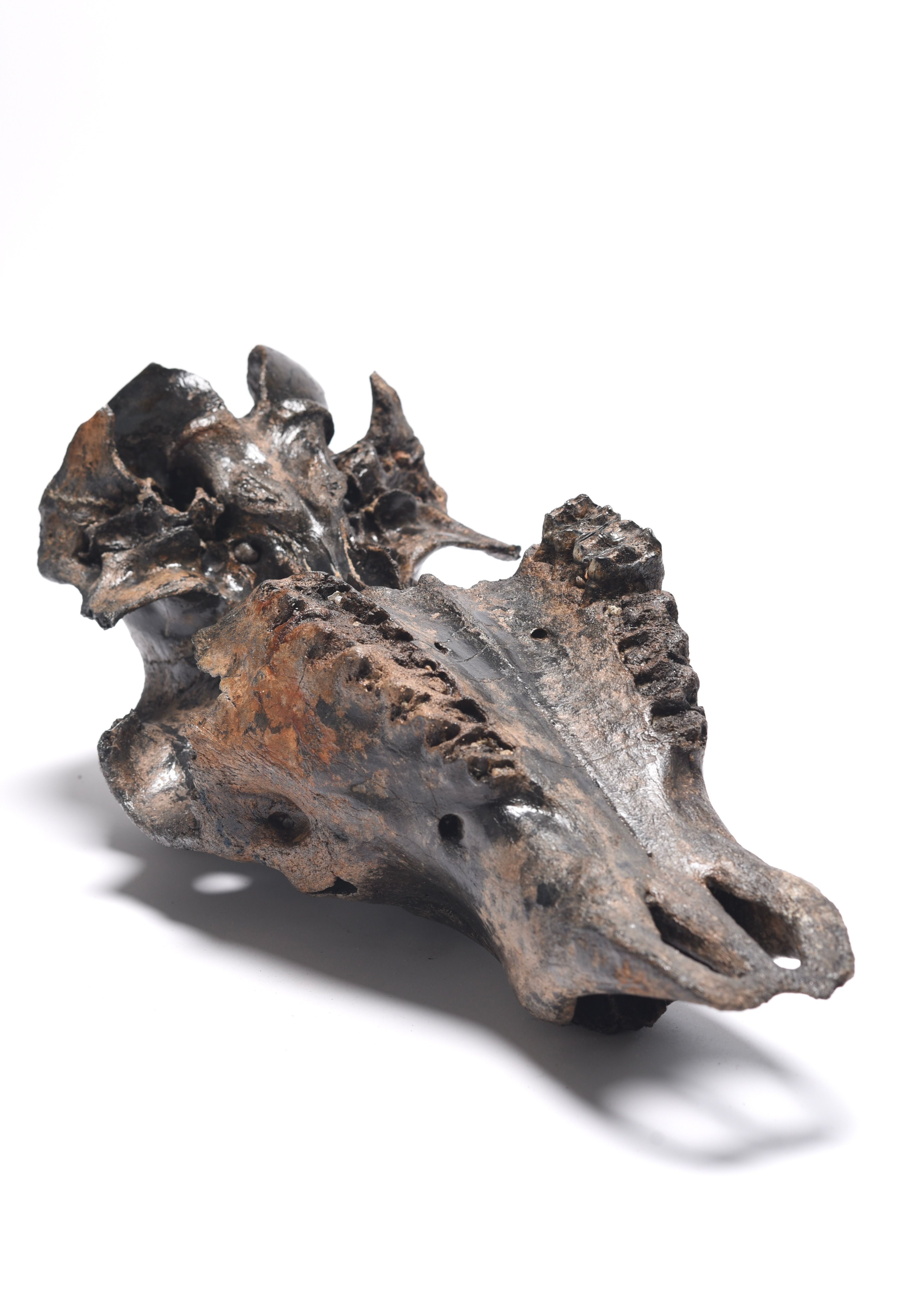 Megaloceros skull