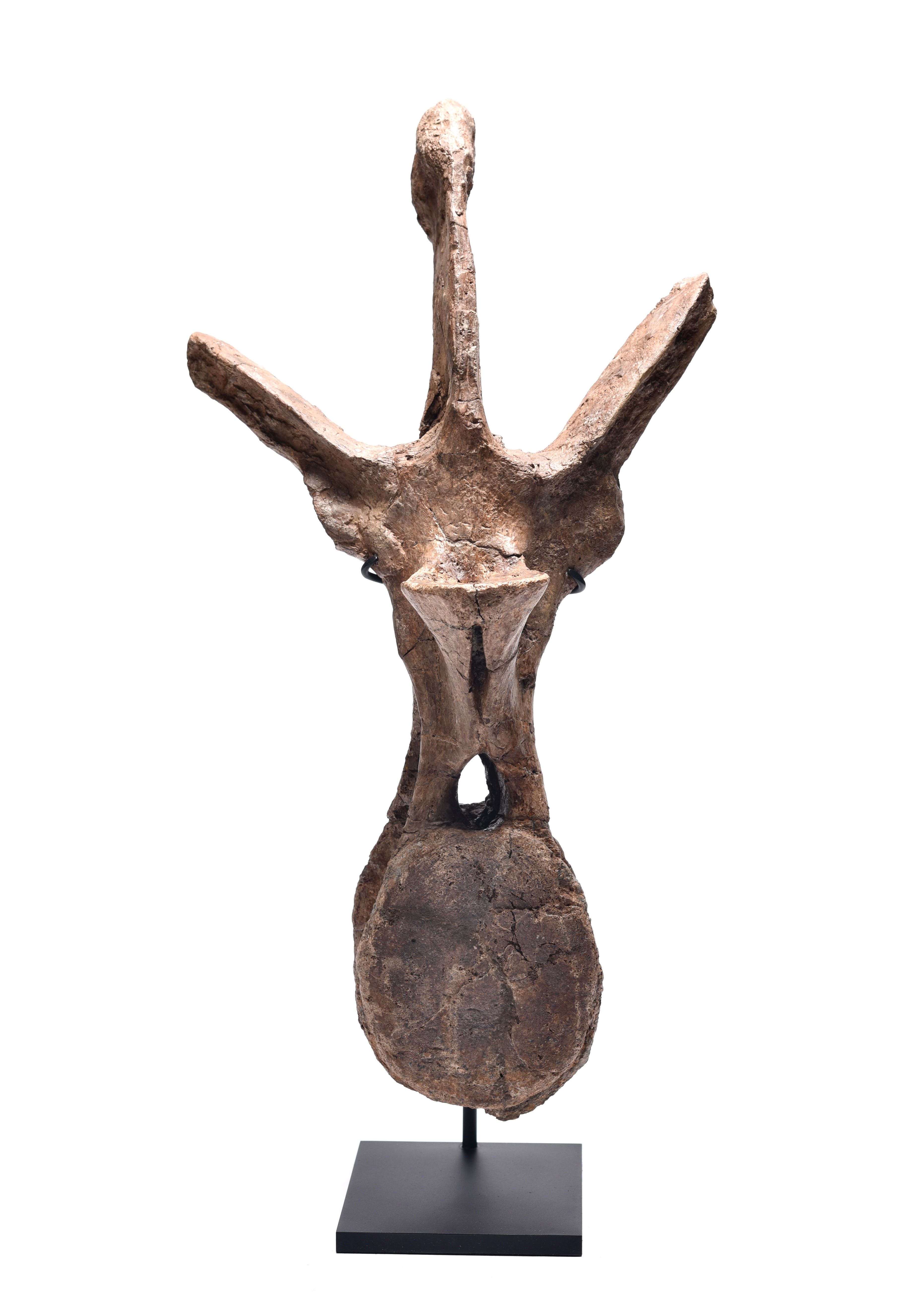 Triceratops vertebra on stand