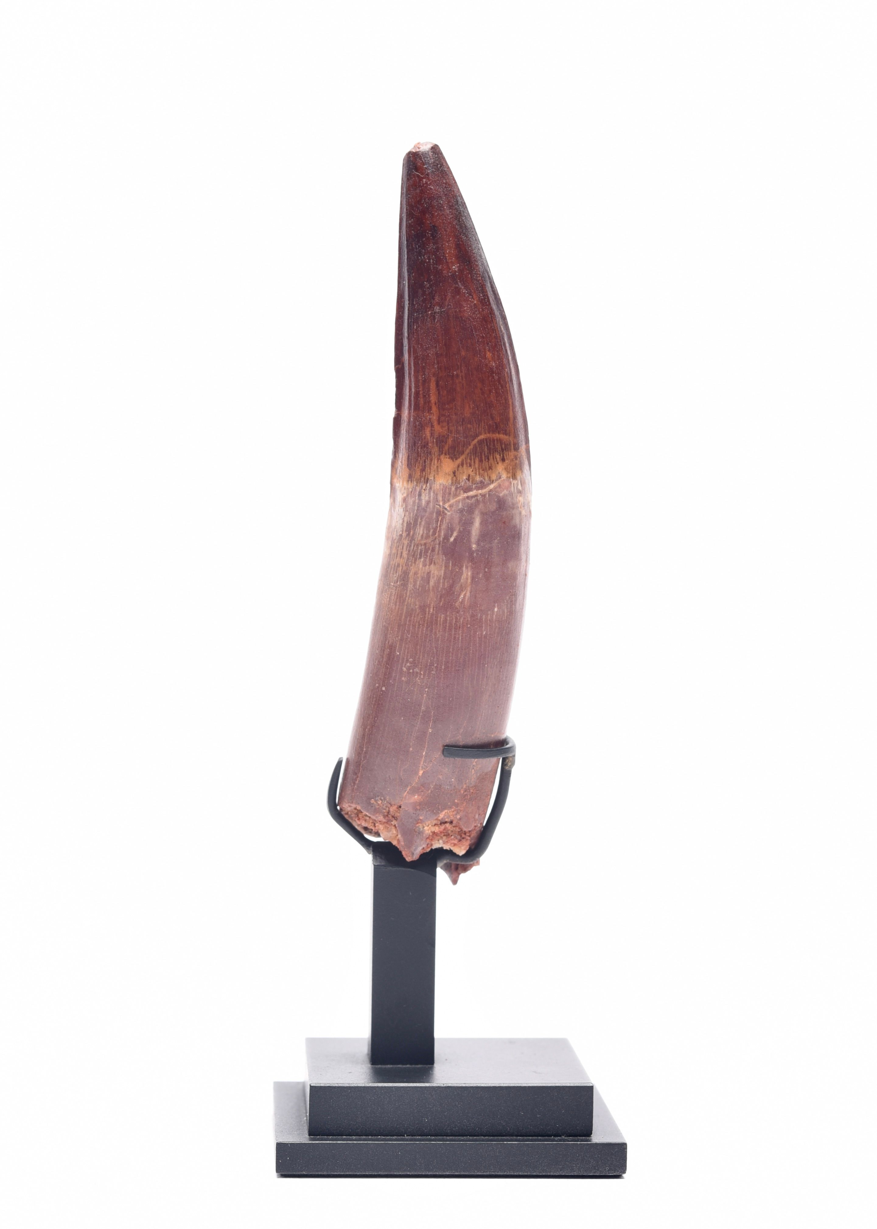 Spinosaurus aegyptiacus tooth