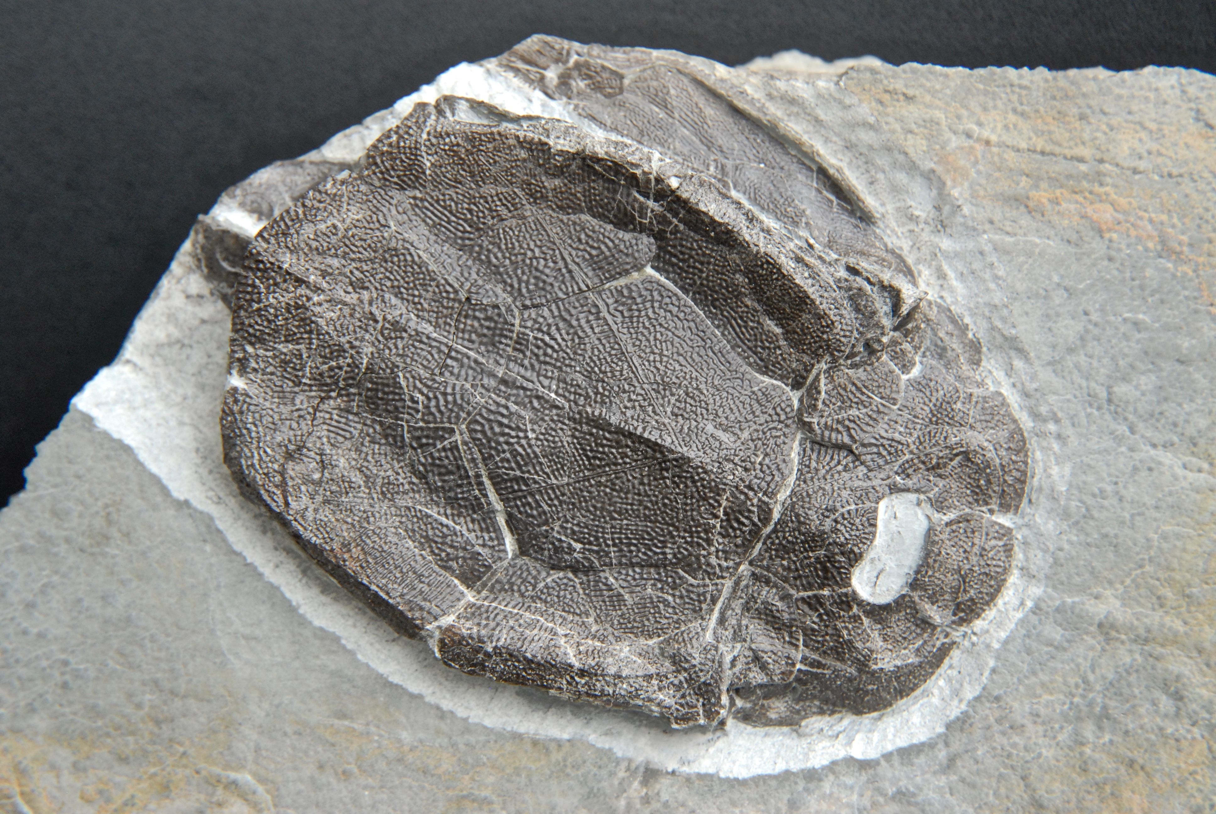 Rare Bothriolepis placoderm fish