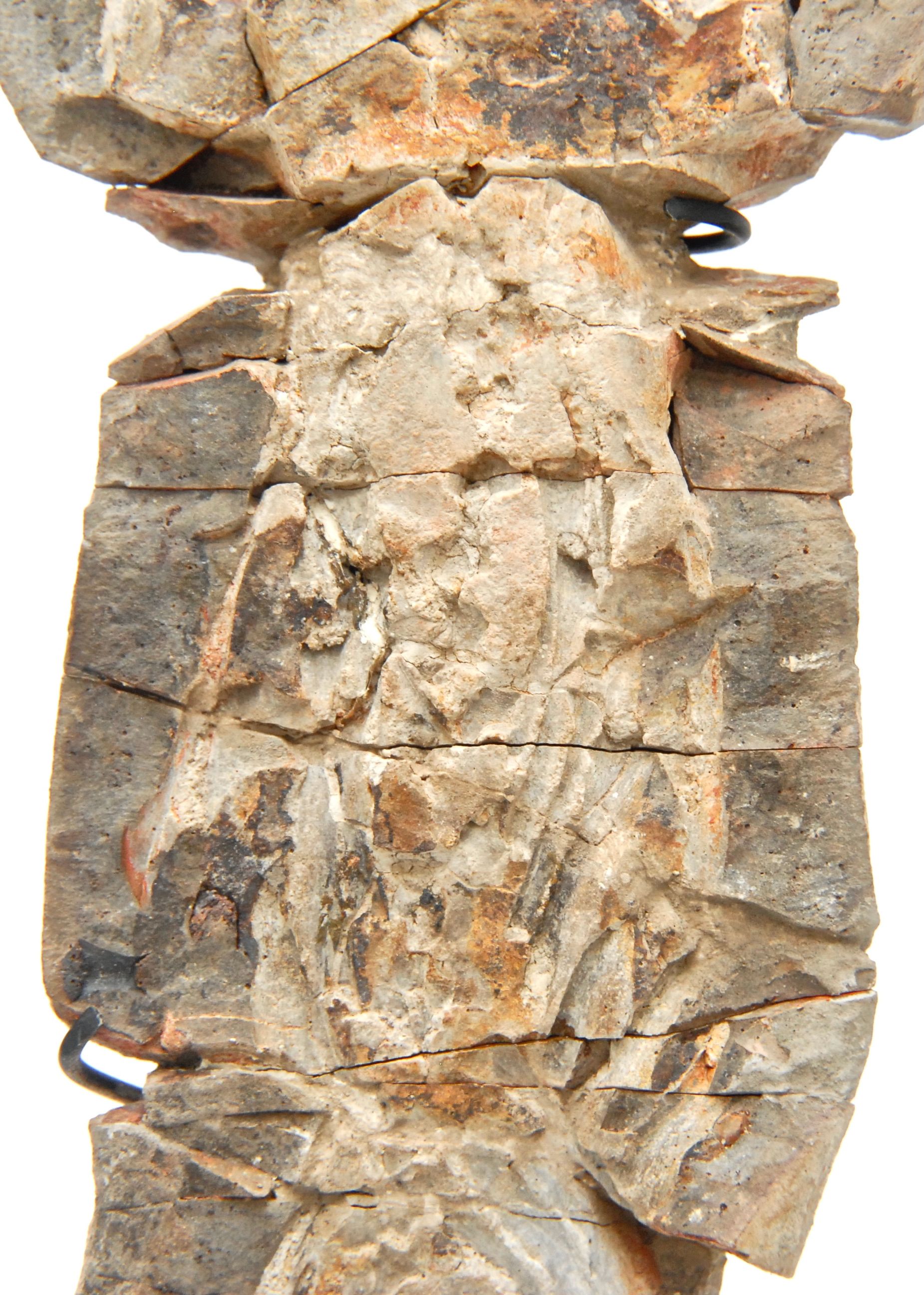 Aphaneramma gavialimimus rare amphibian