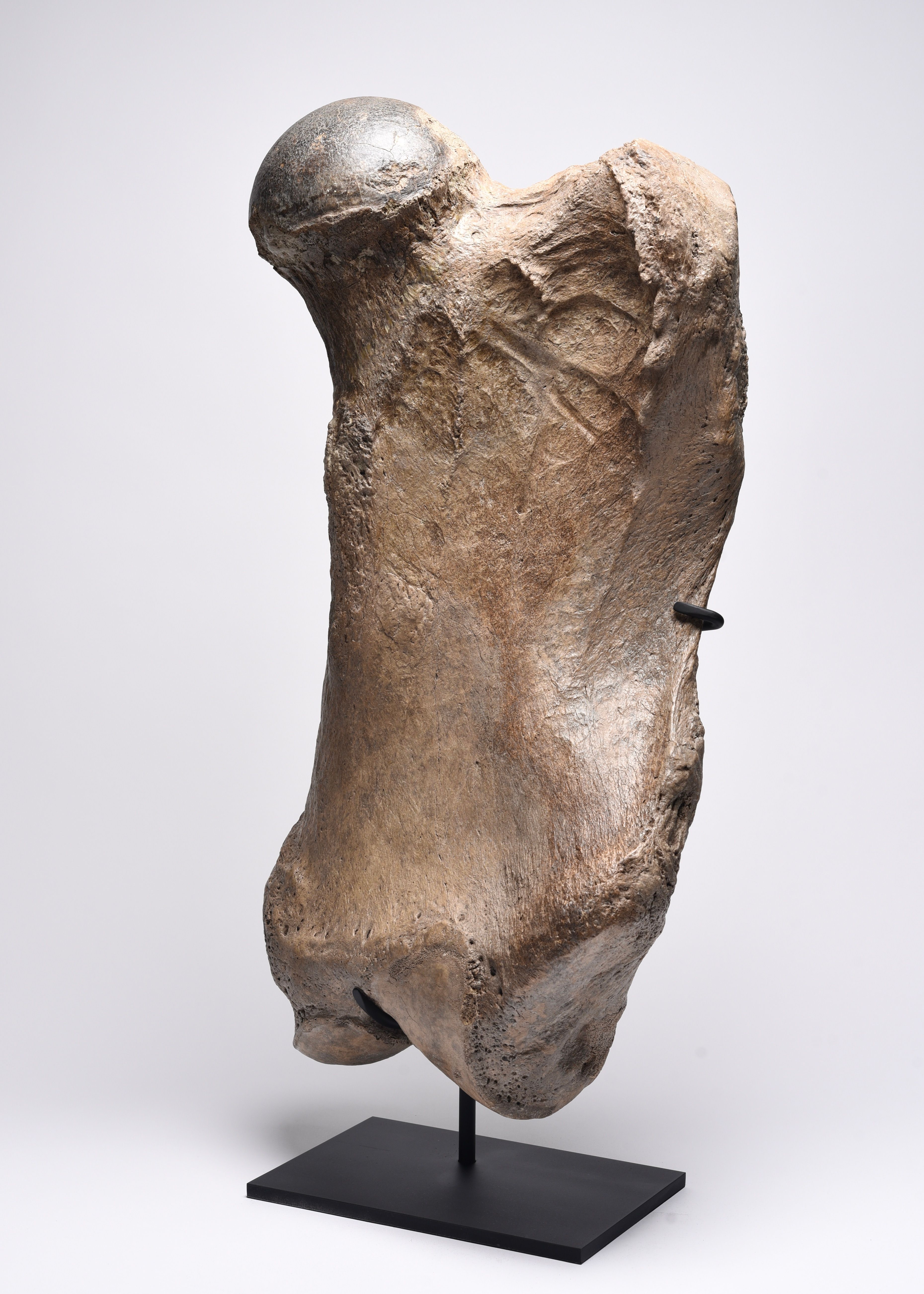 Giant Sloth femur (huge!)