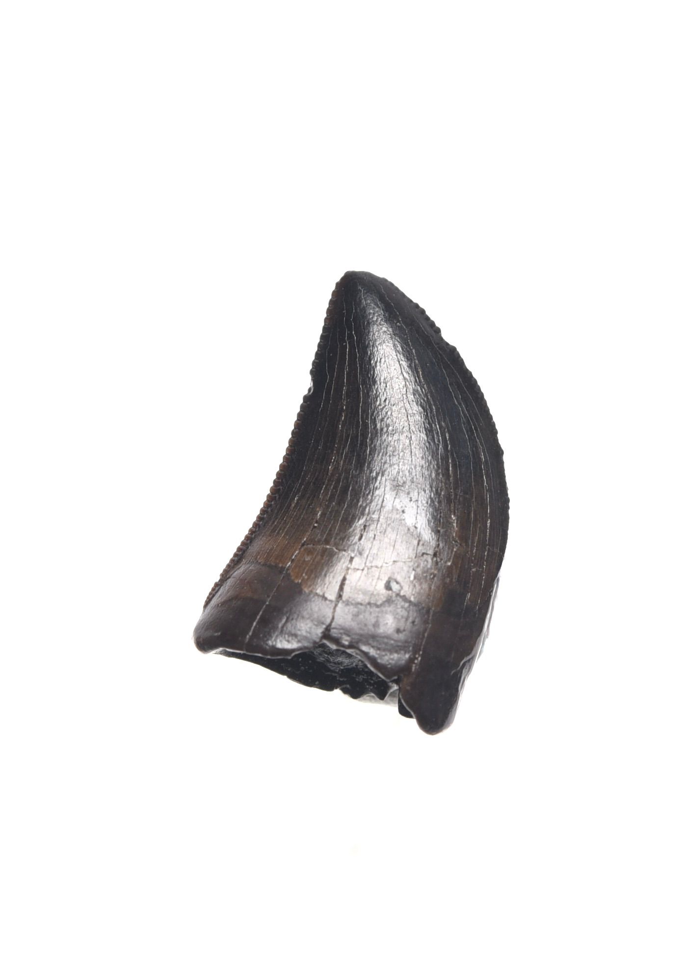 Dromaeosaurus albertensis tooth