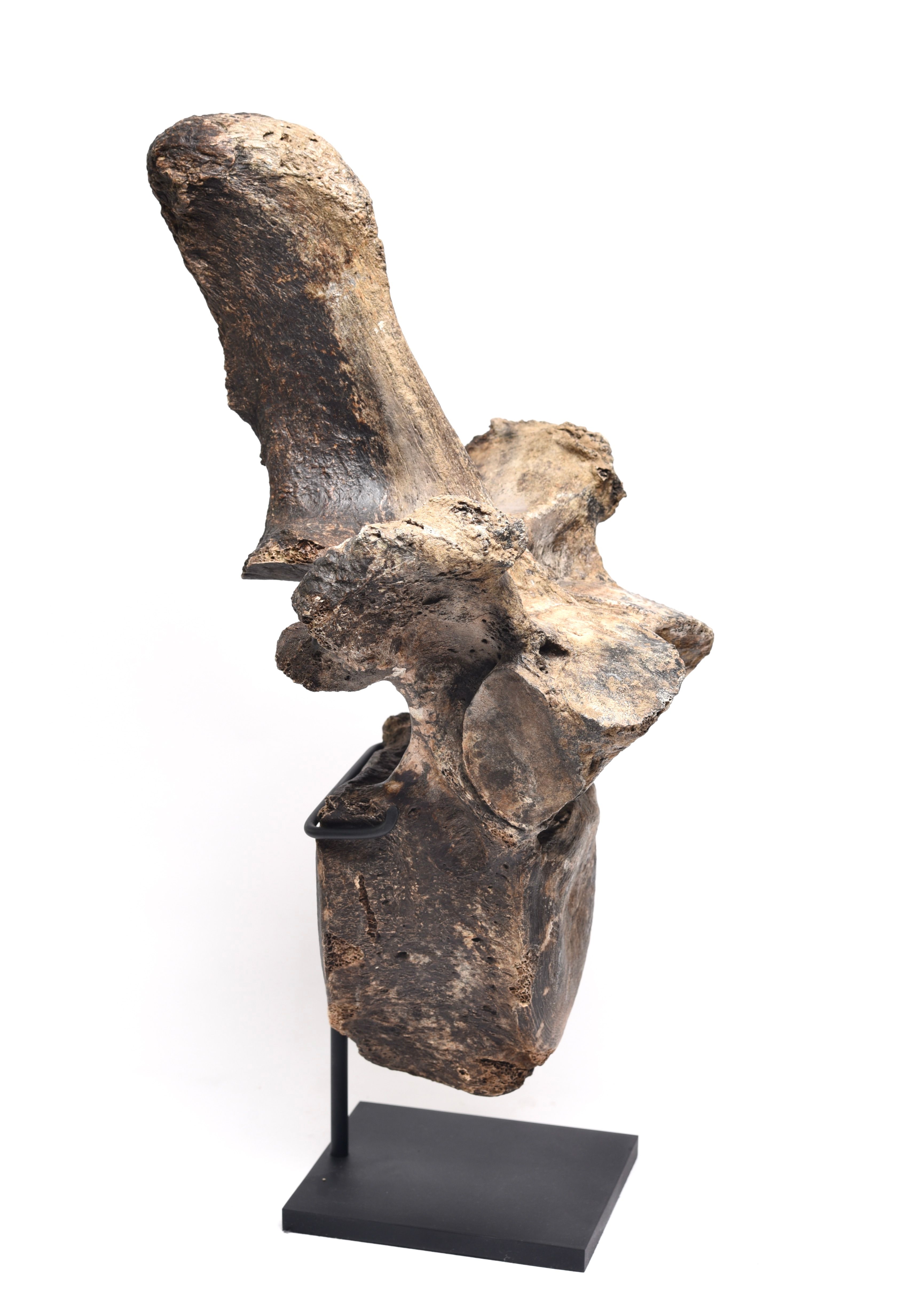 Giant Sloth dorsal vertebra