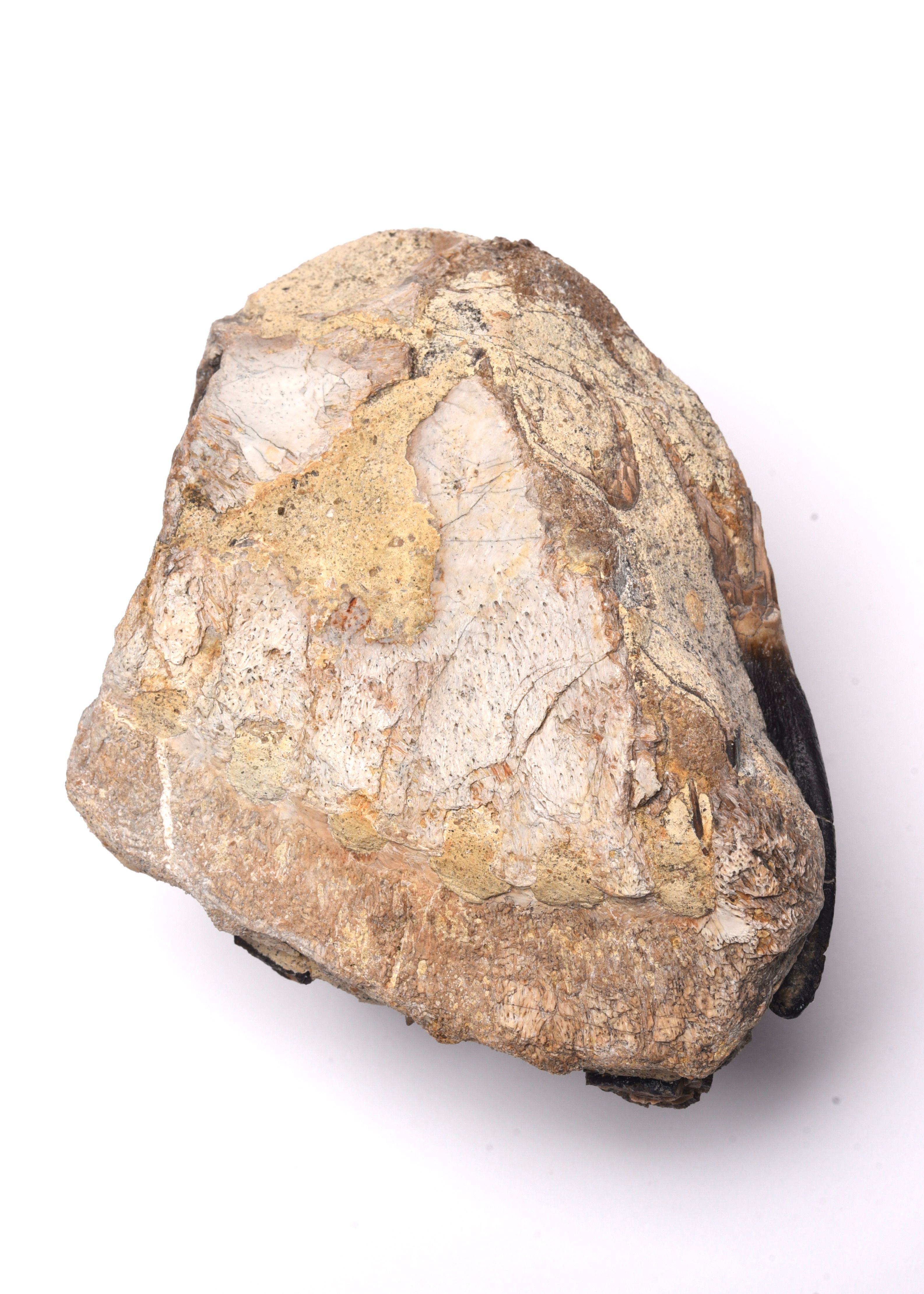 Lapparentosaurus pre-maxilla