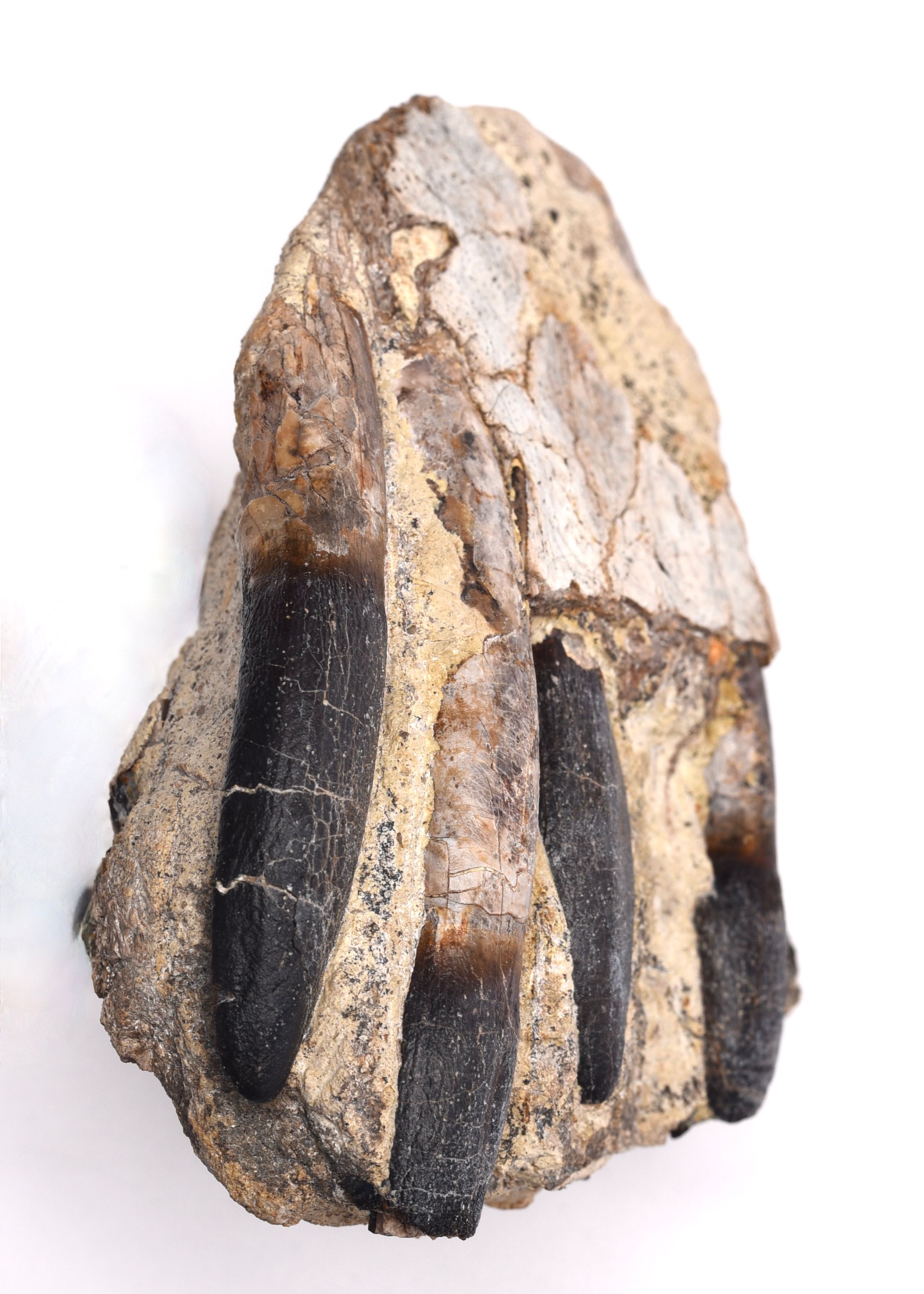 Lapparentosaurus pre-maxilla