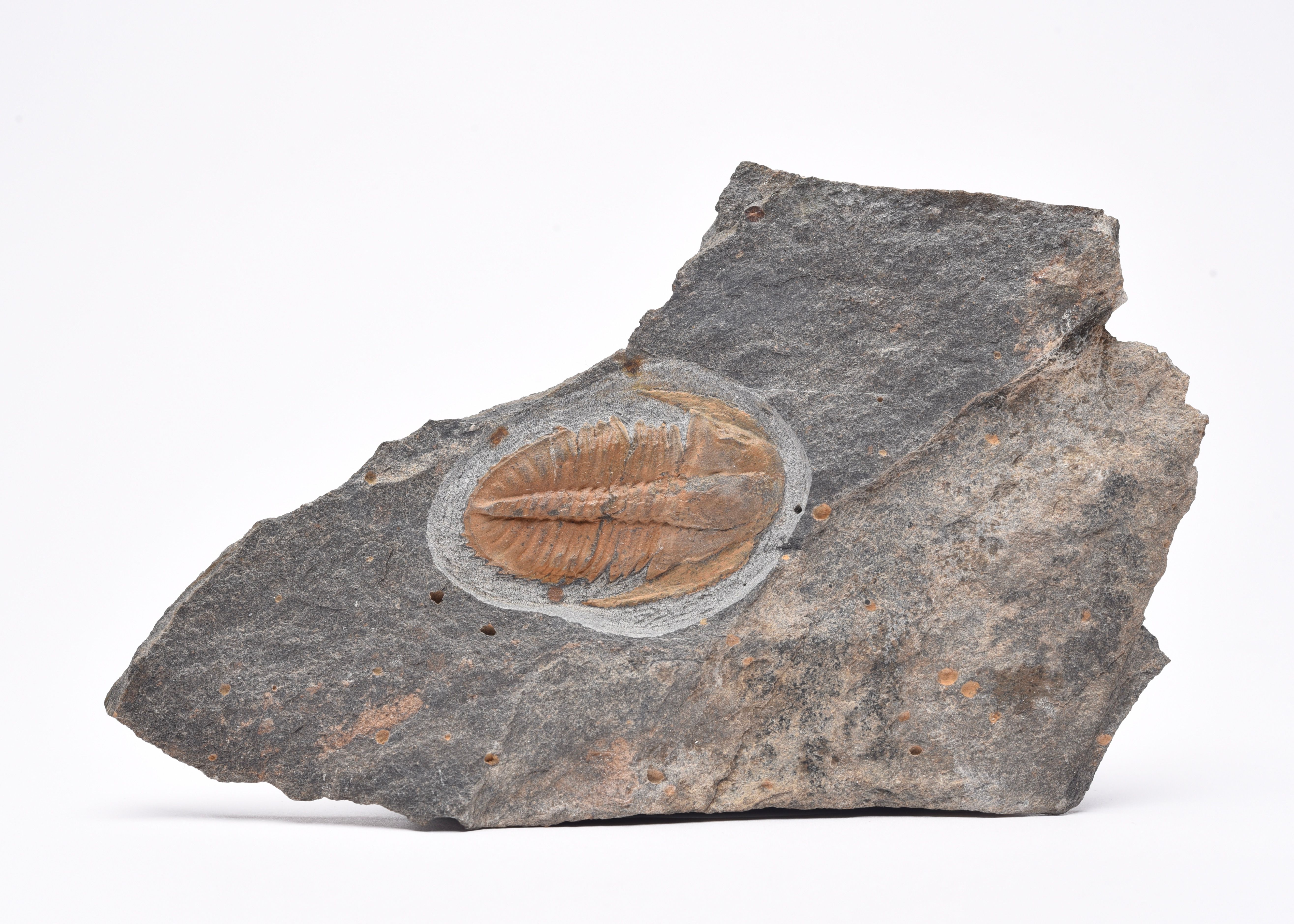 Olenoides from the Harkless fm.