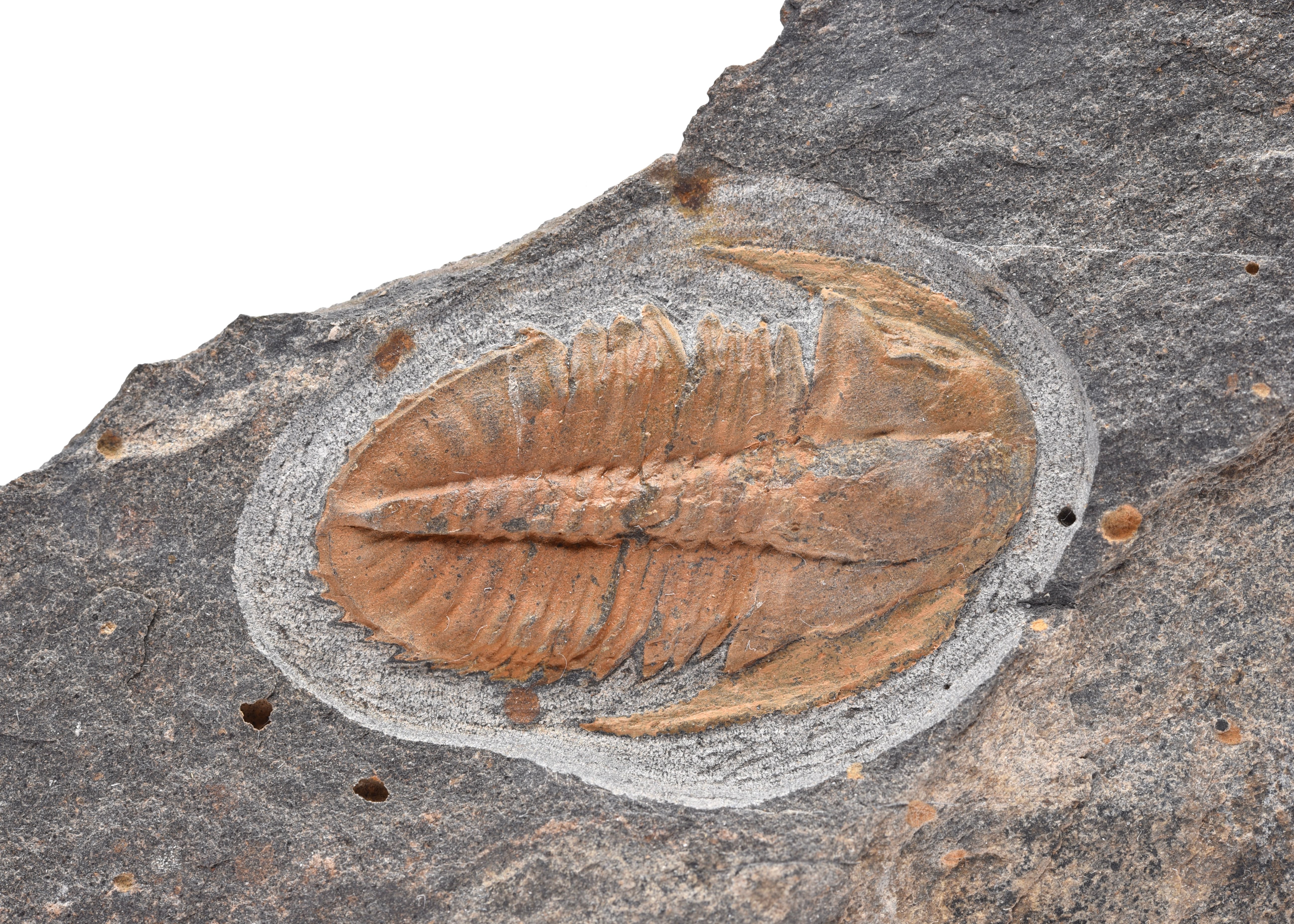 Olenoides from the Harkless fm.