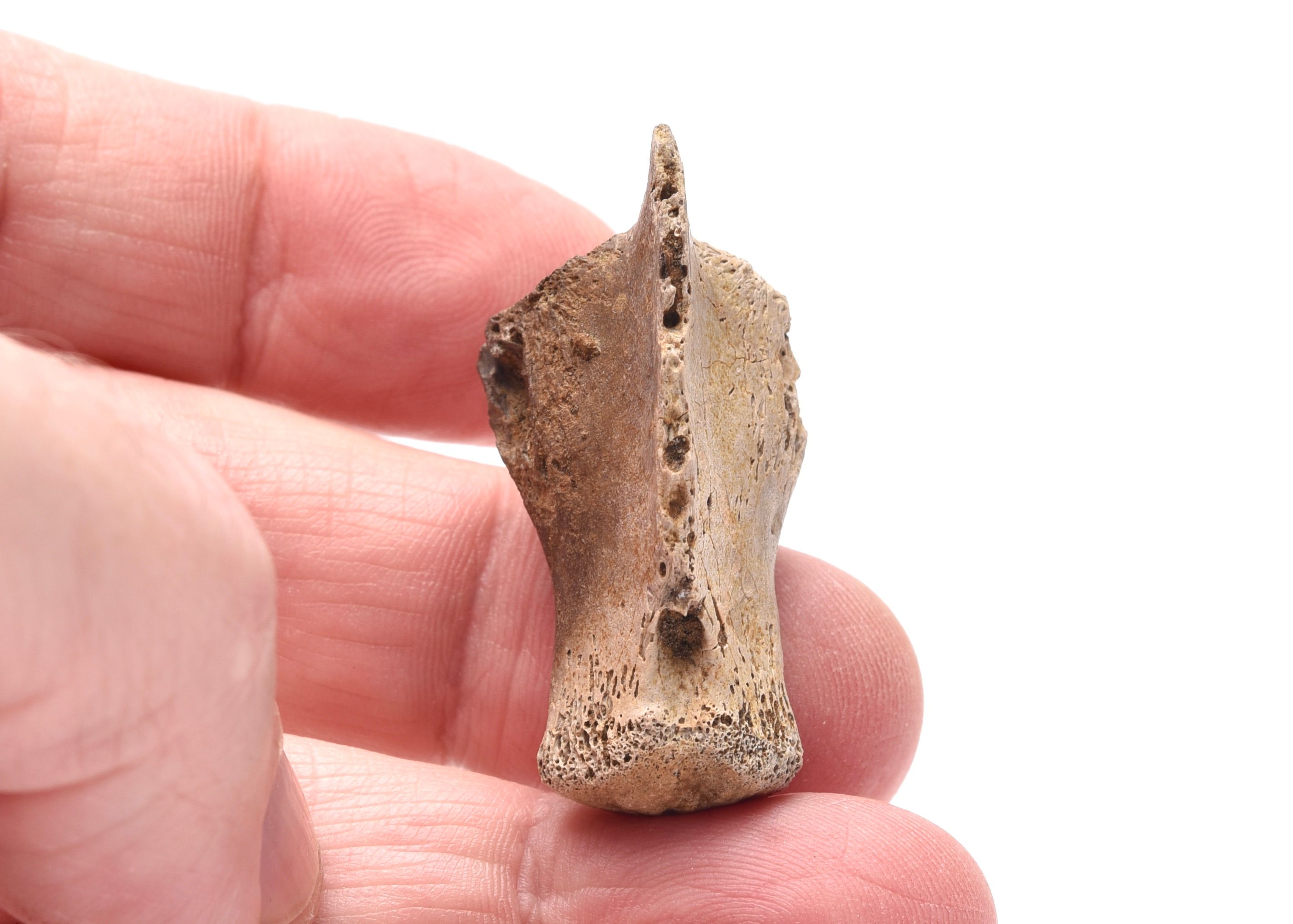 Caenagnathus caudal vertebra