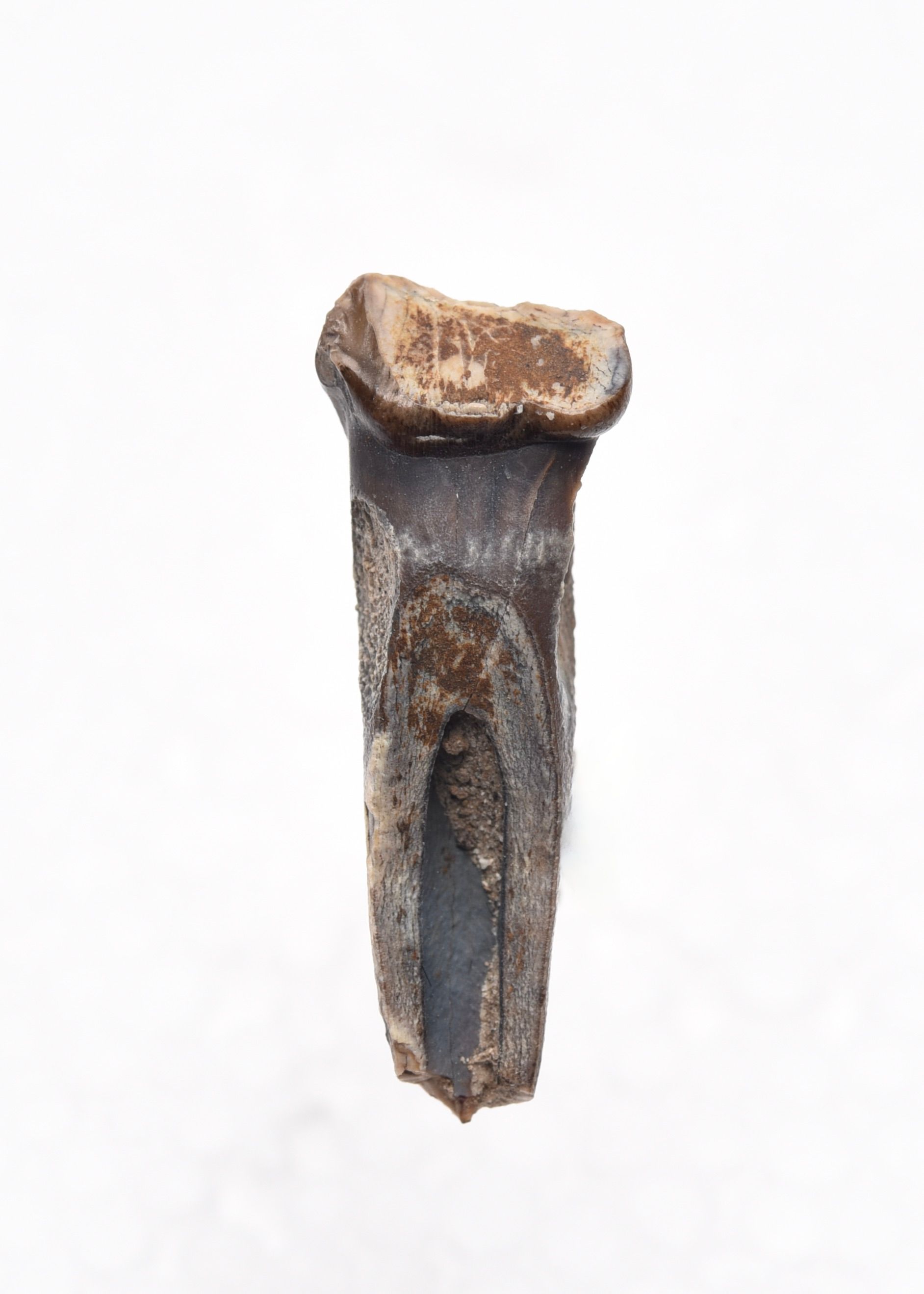 Canadian pachycephalosaurid tooth