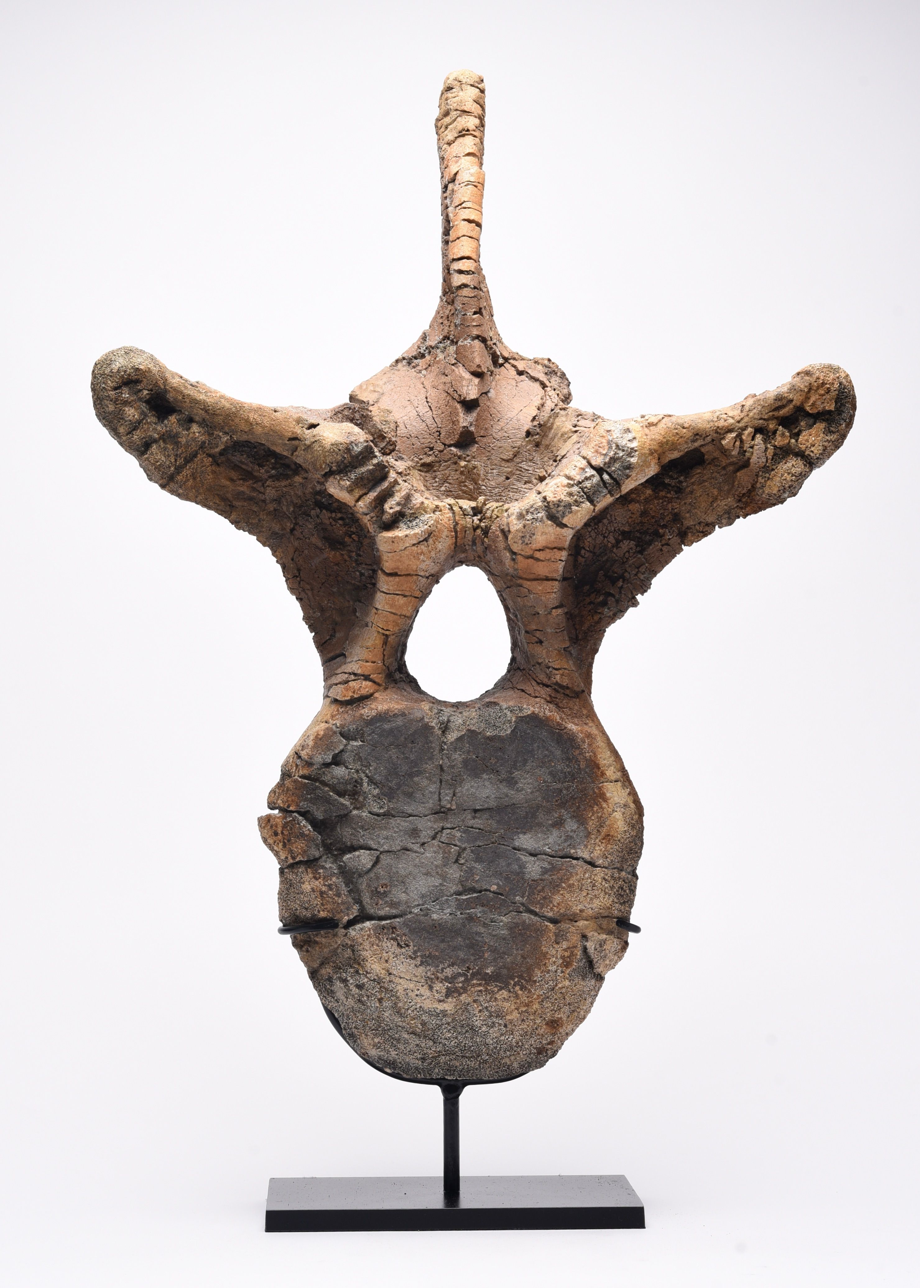 Massive Triceratops dorsal vertebra