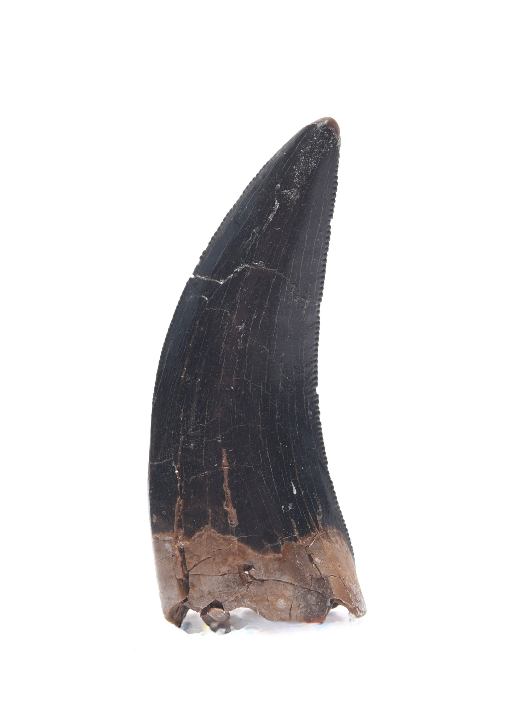 Canadian Tyrannosaur tooth
