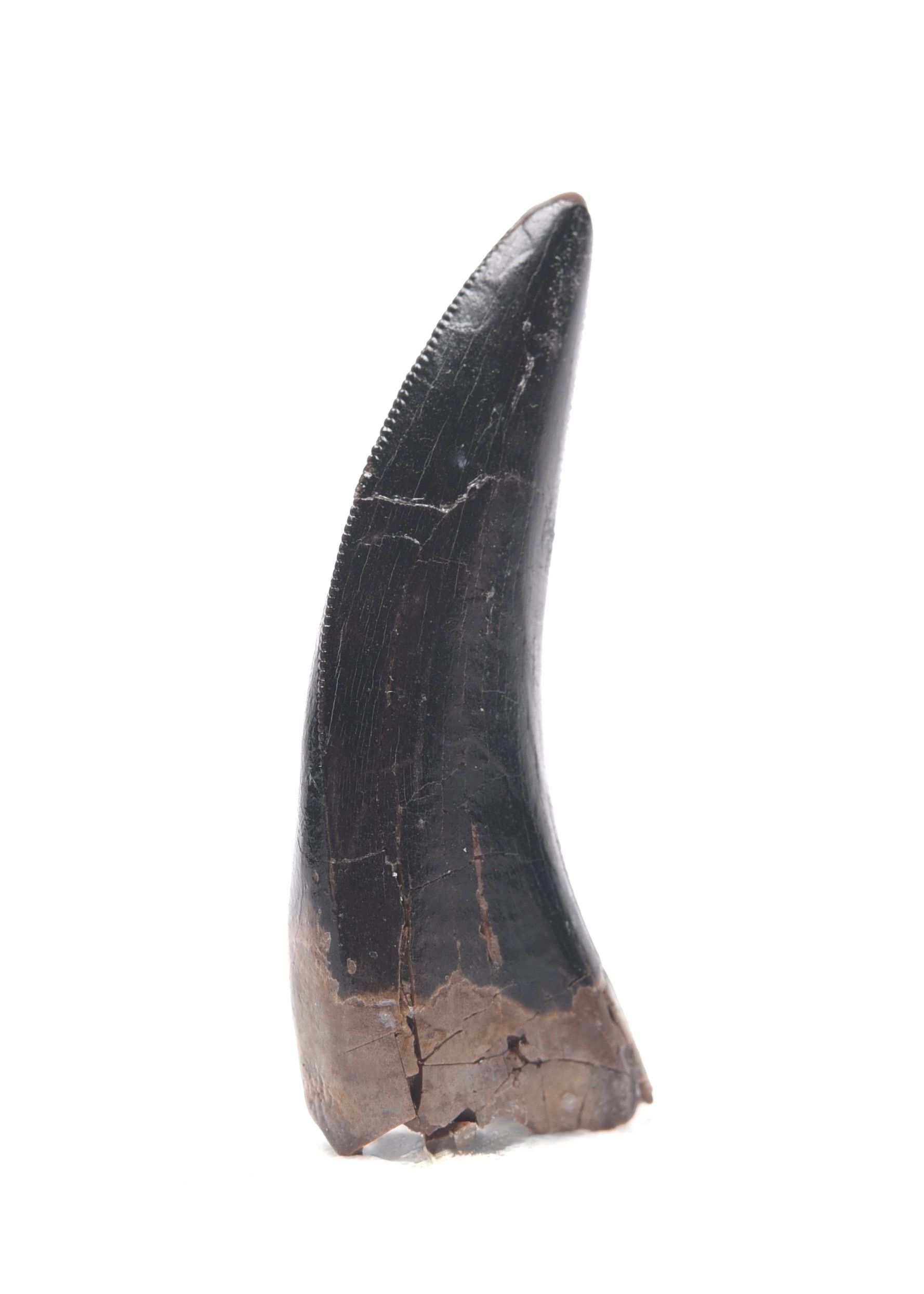 Canadian Tyrannosaur tooth