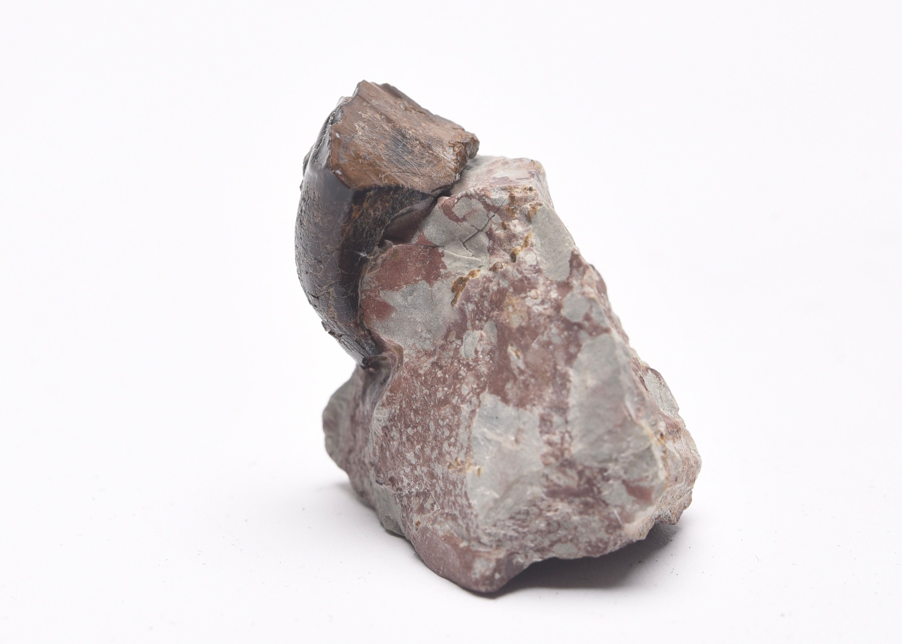 Tenontosaurus tooth on matrix