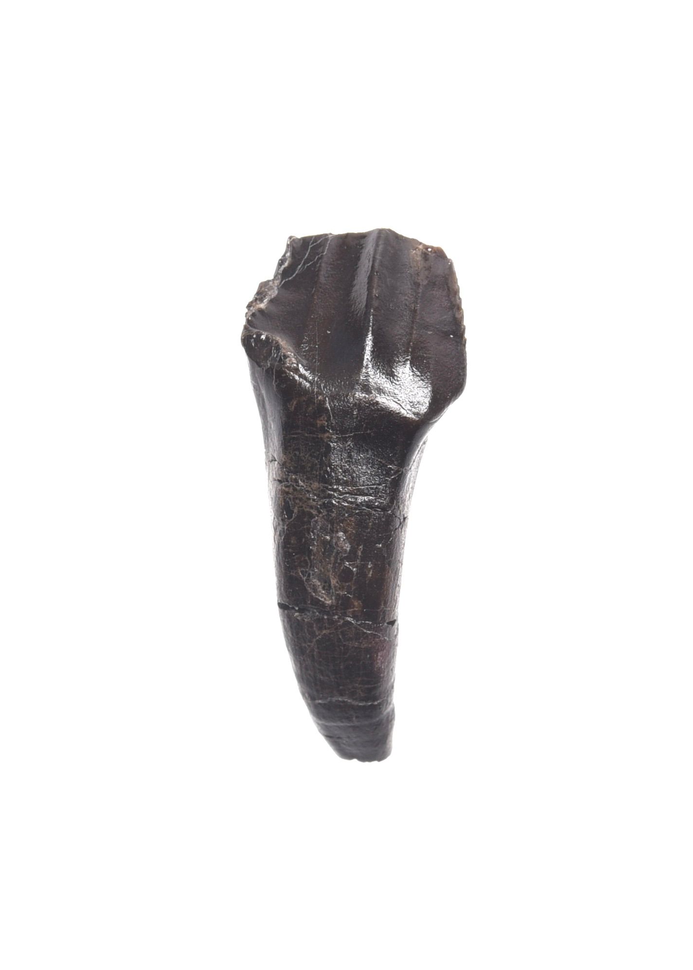 Juvenile Tenontosaurus tilletti