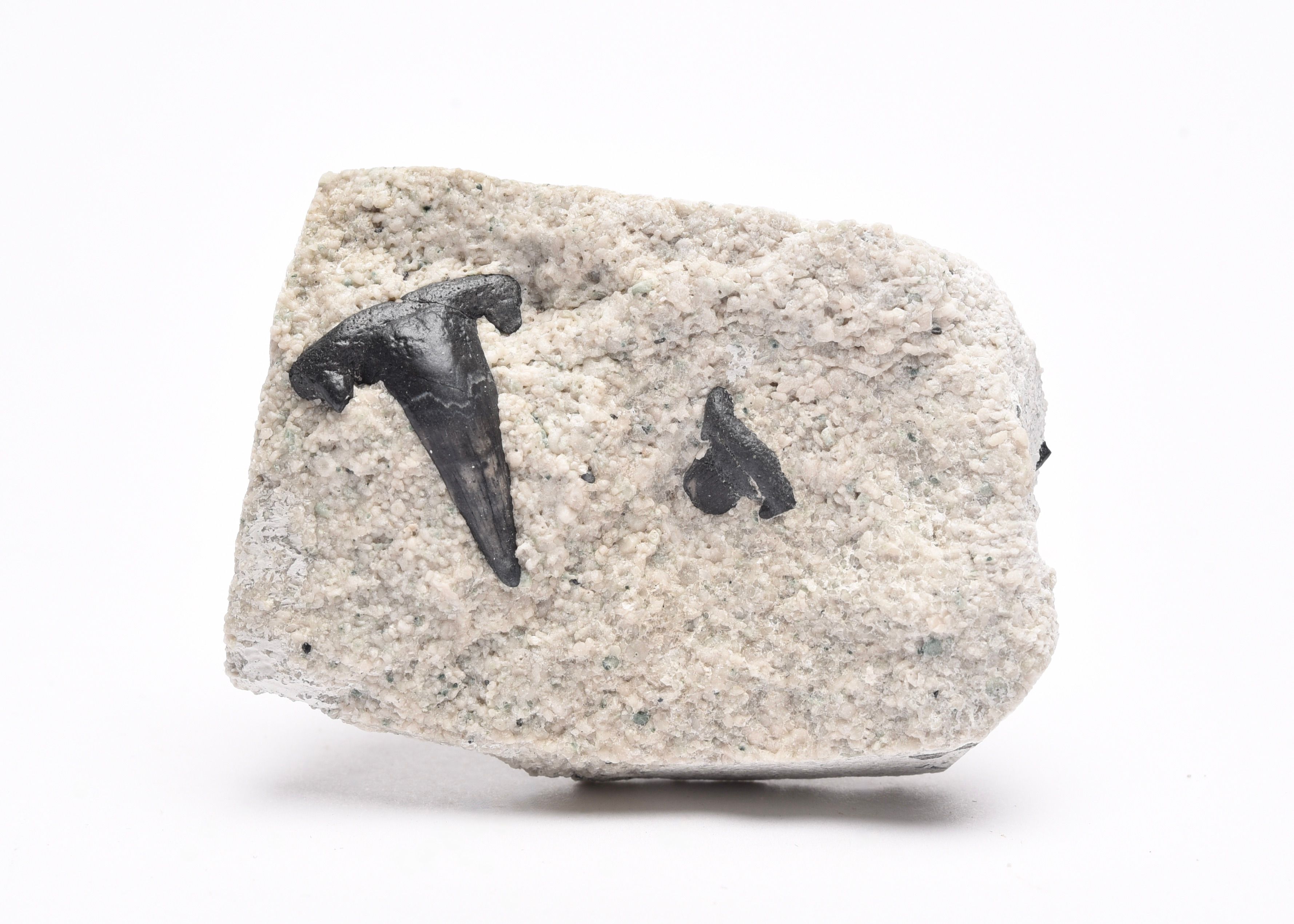 Cladodus shark tooth