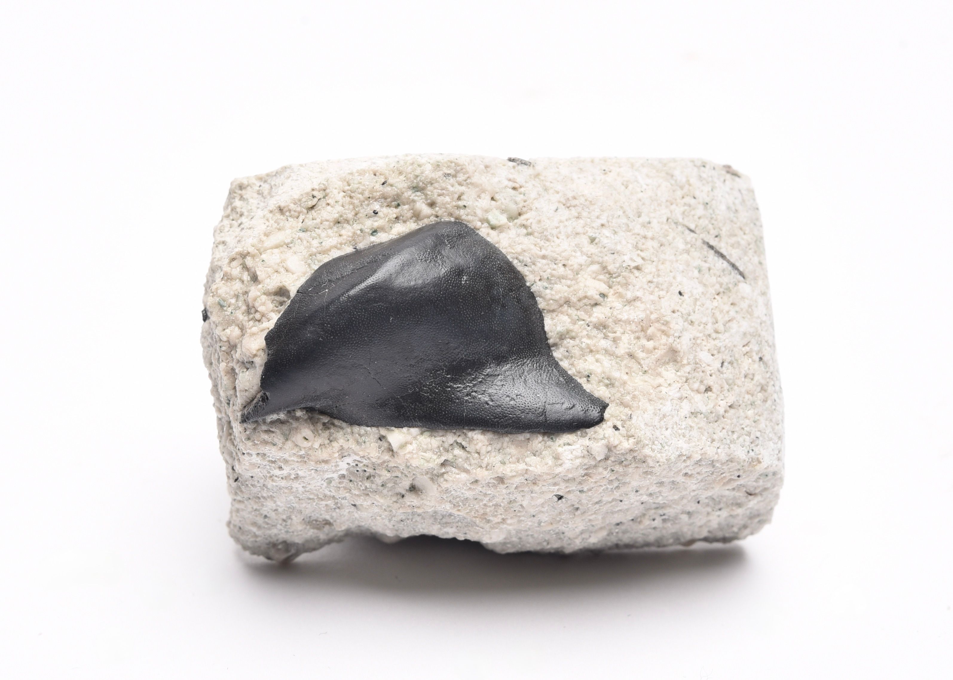 Tanadus shark tooth