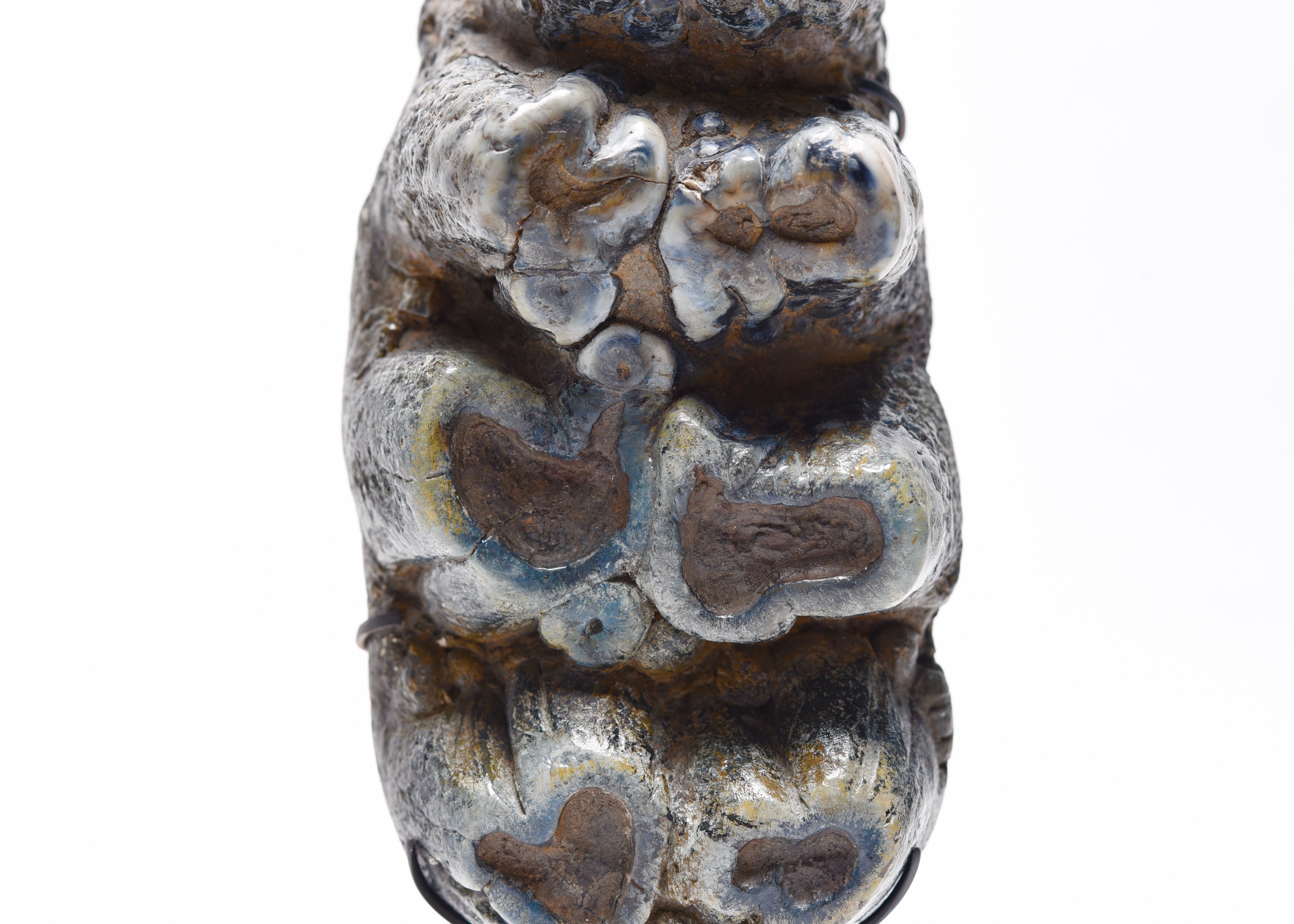 American Gomphotherium tooth