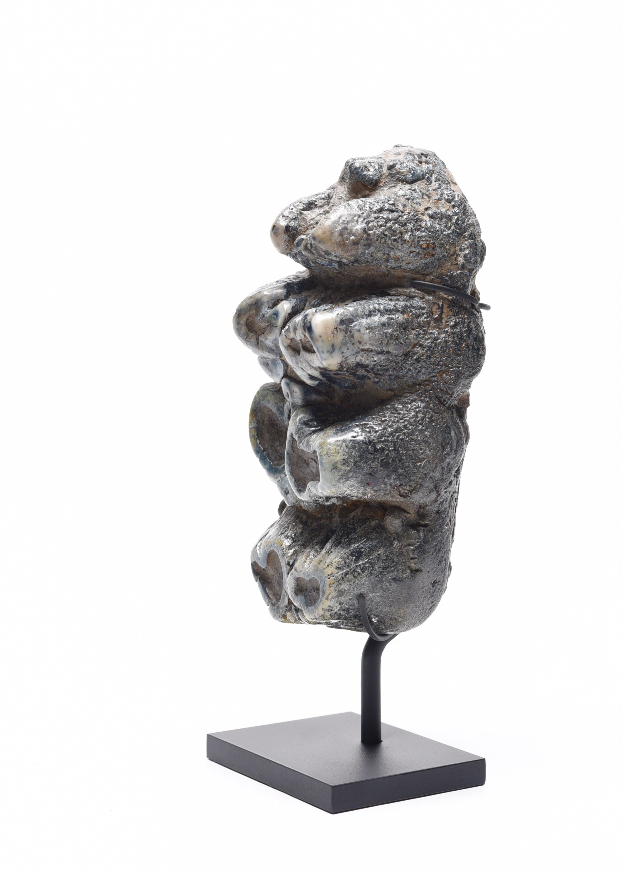 American Gomphotherium tooth