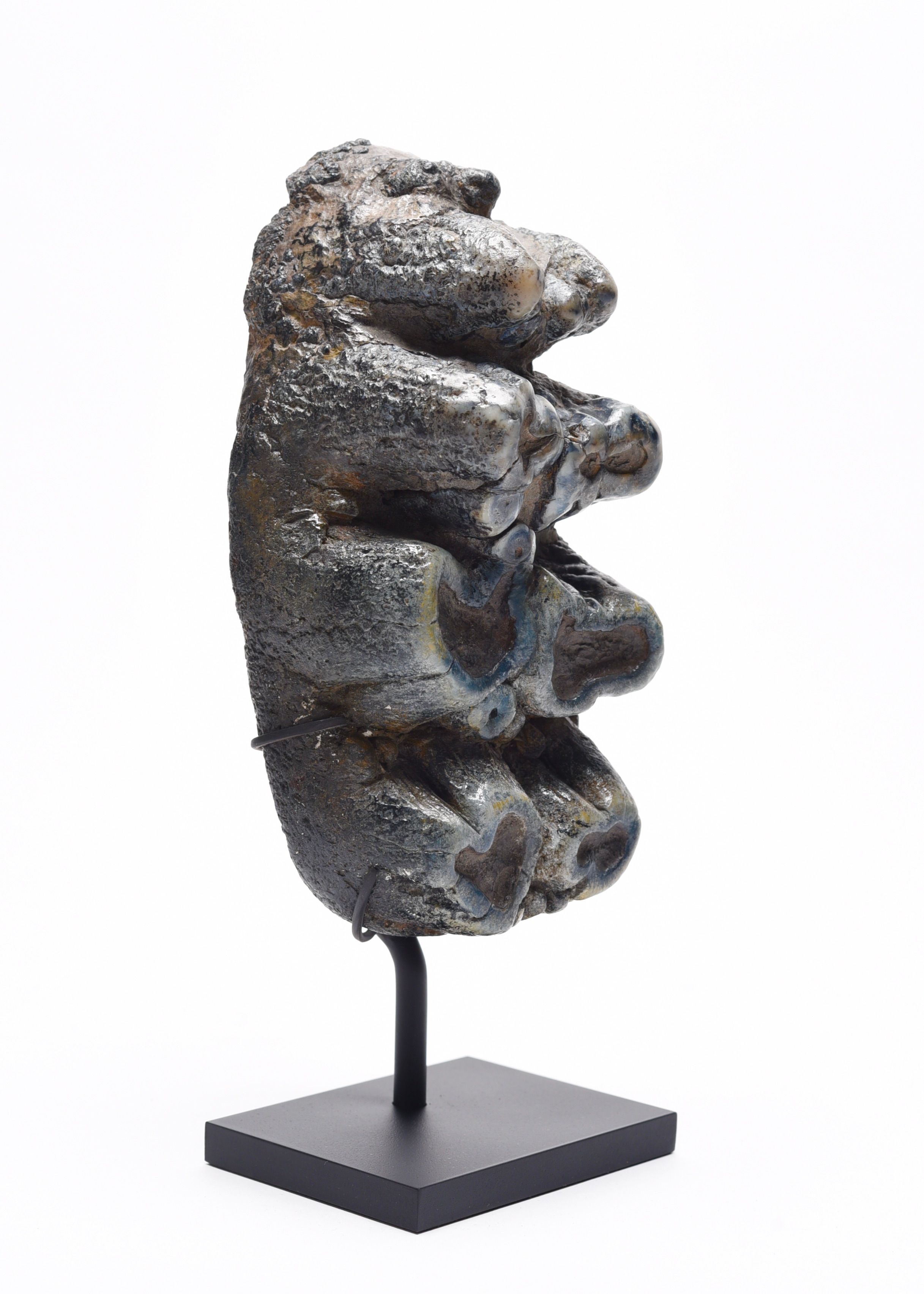 American Gomphotherium tooth