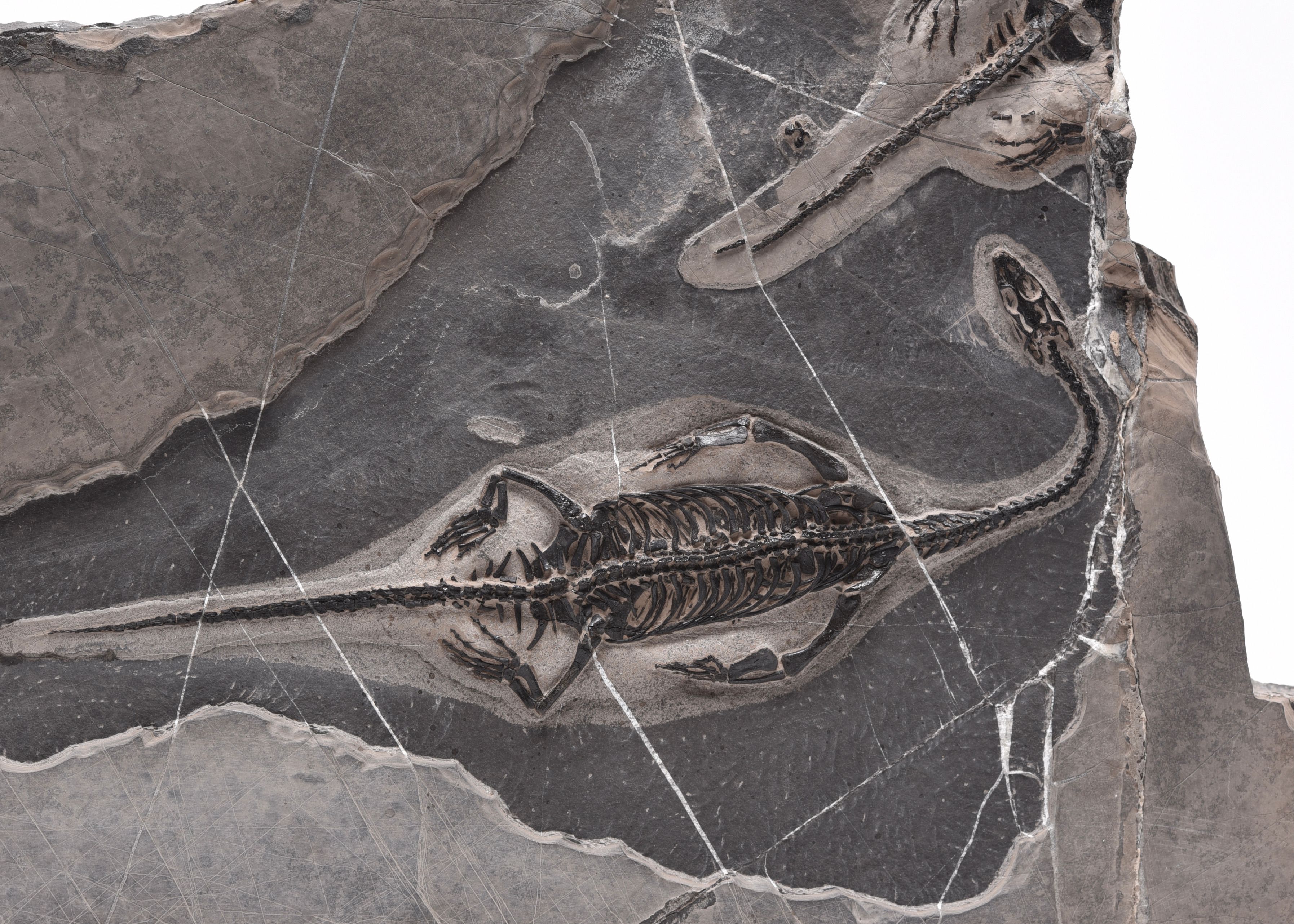 Keichousaurus multiple plate