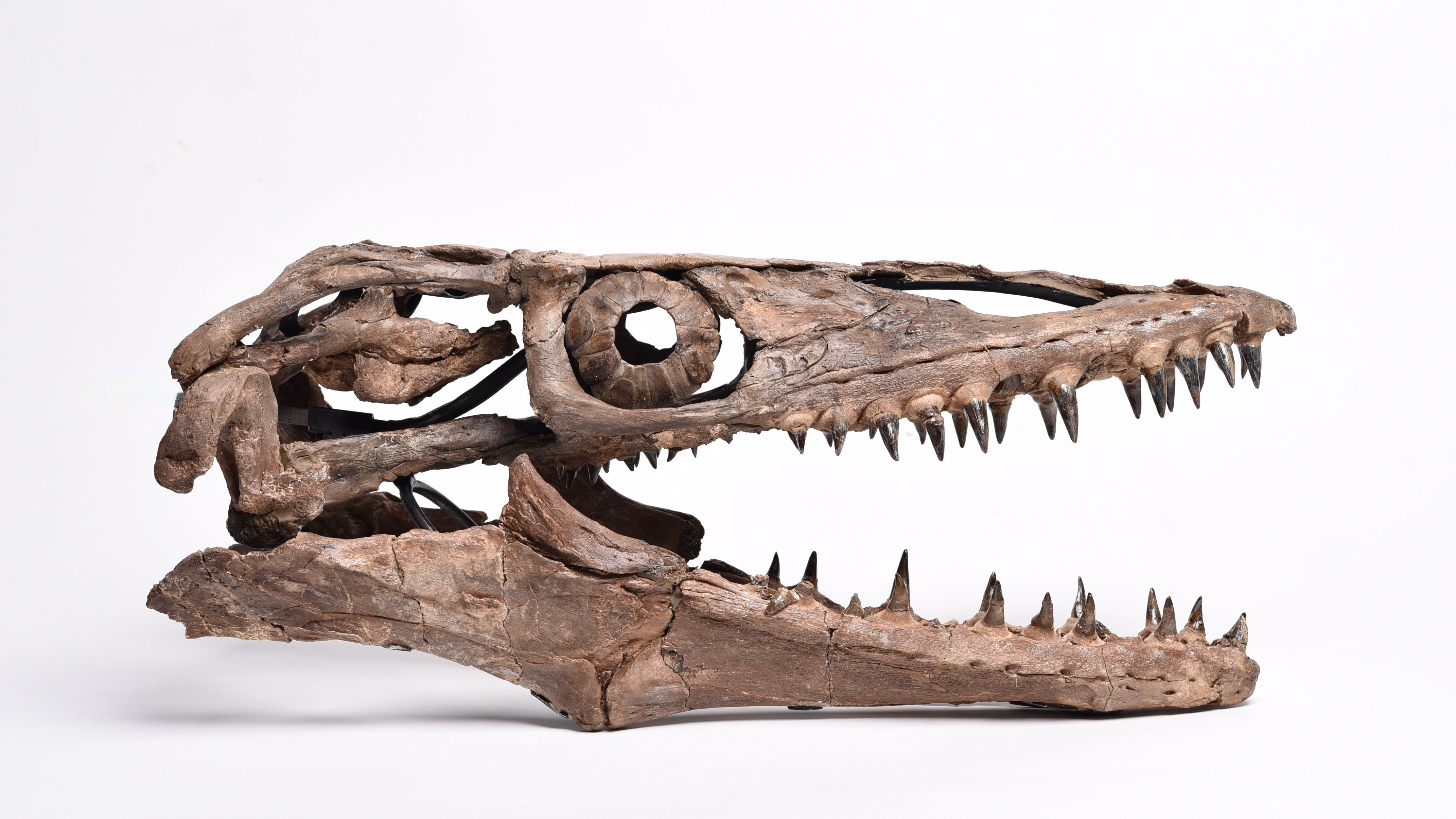 Platecarpus skull