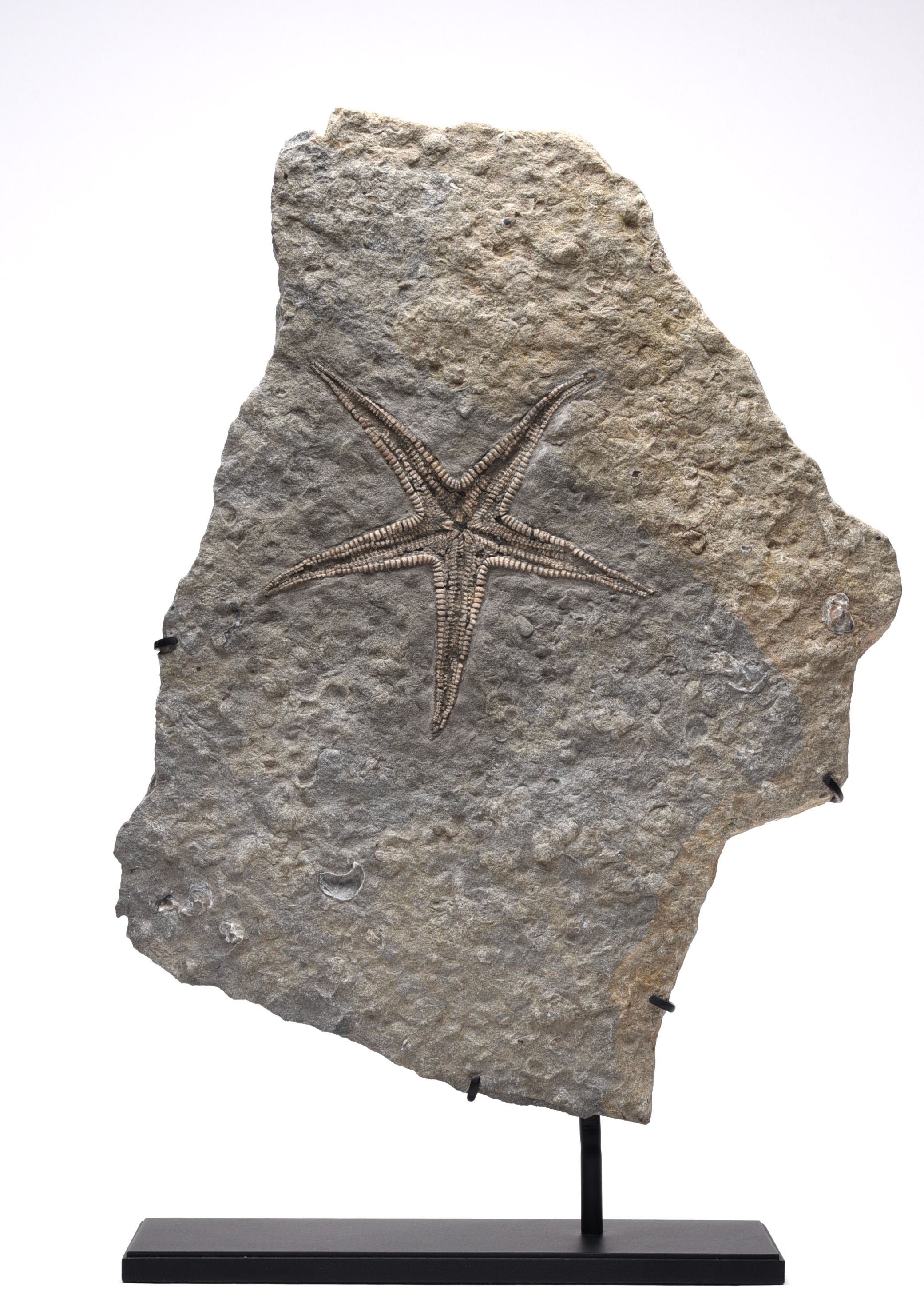 Spectacular Astropecten Starfish