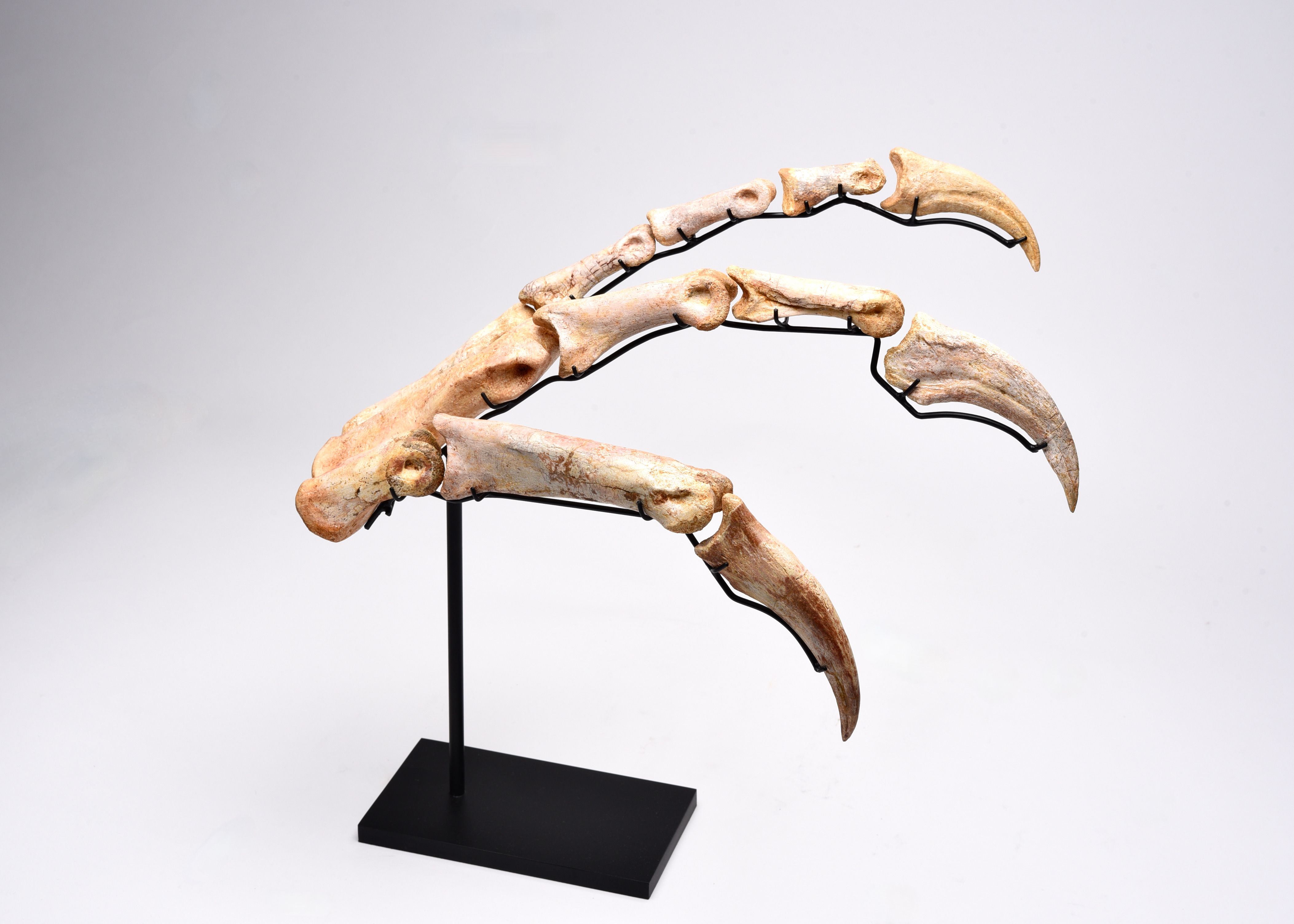 Spectacular Spinosaurus hand