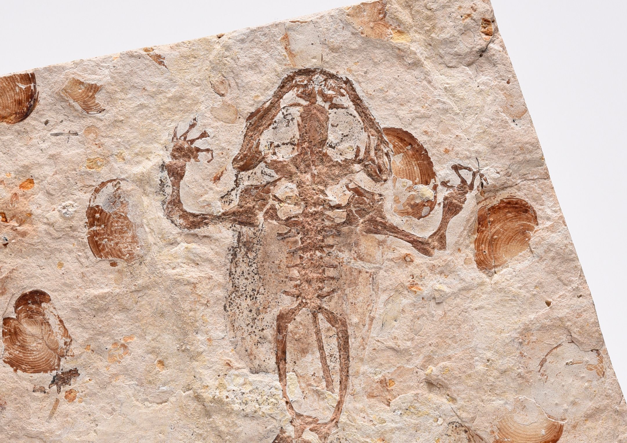 Beautiful fossil frog