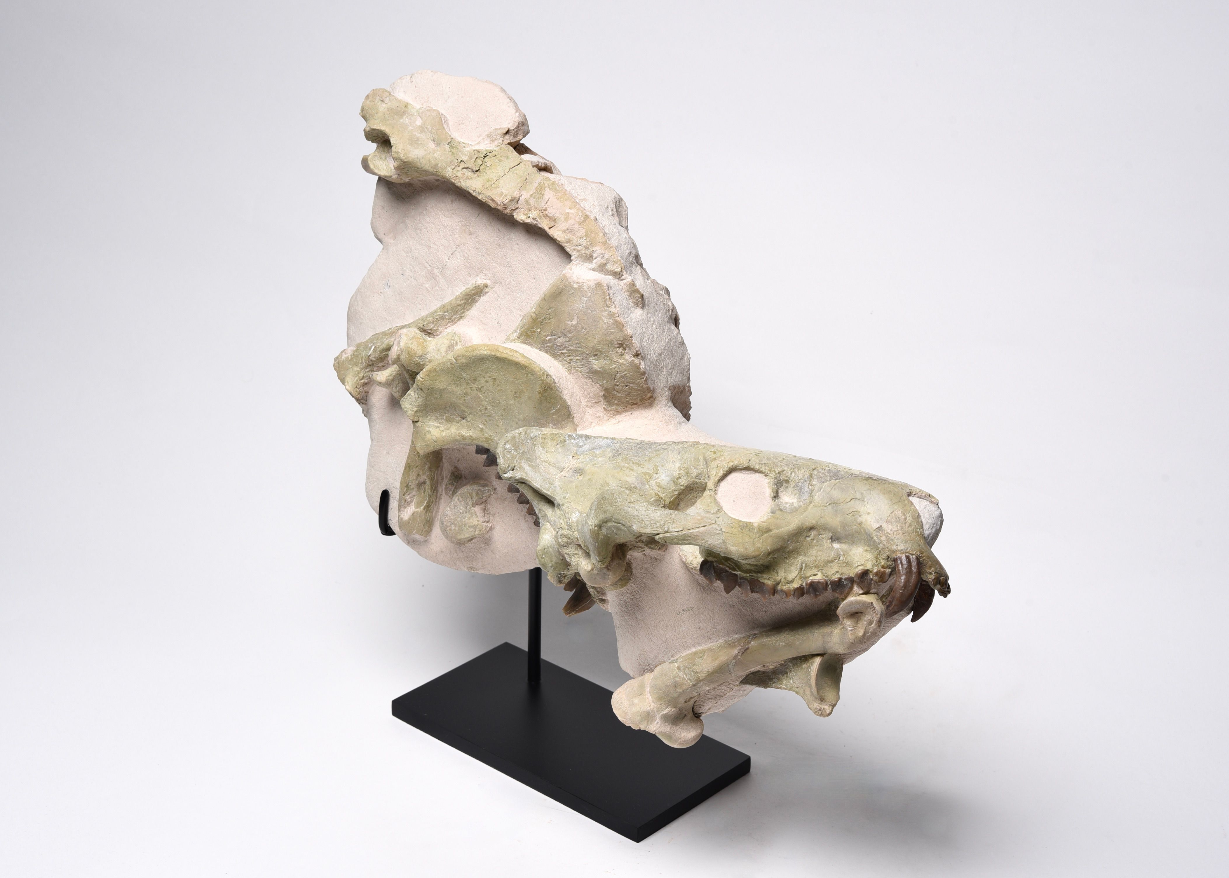 Oreodont partial skeleton