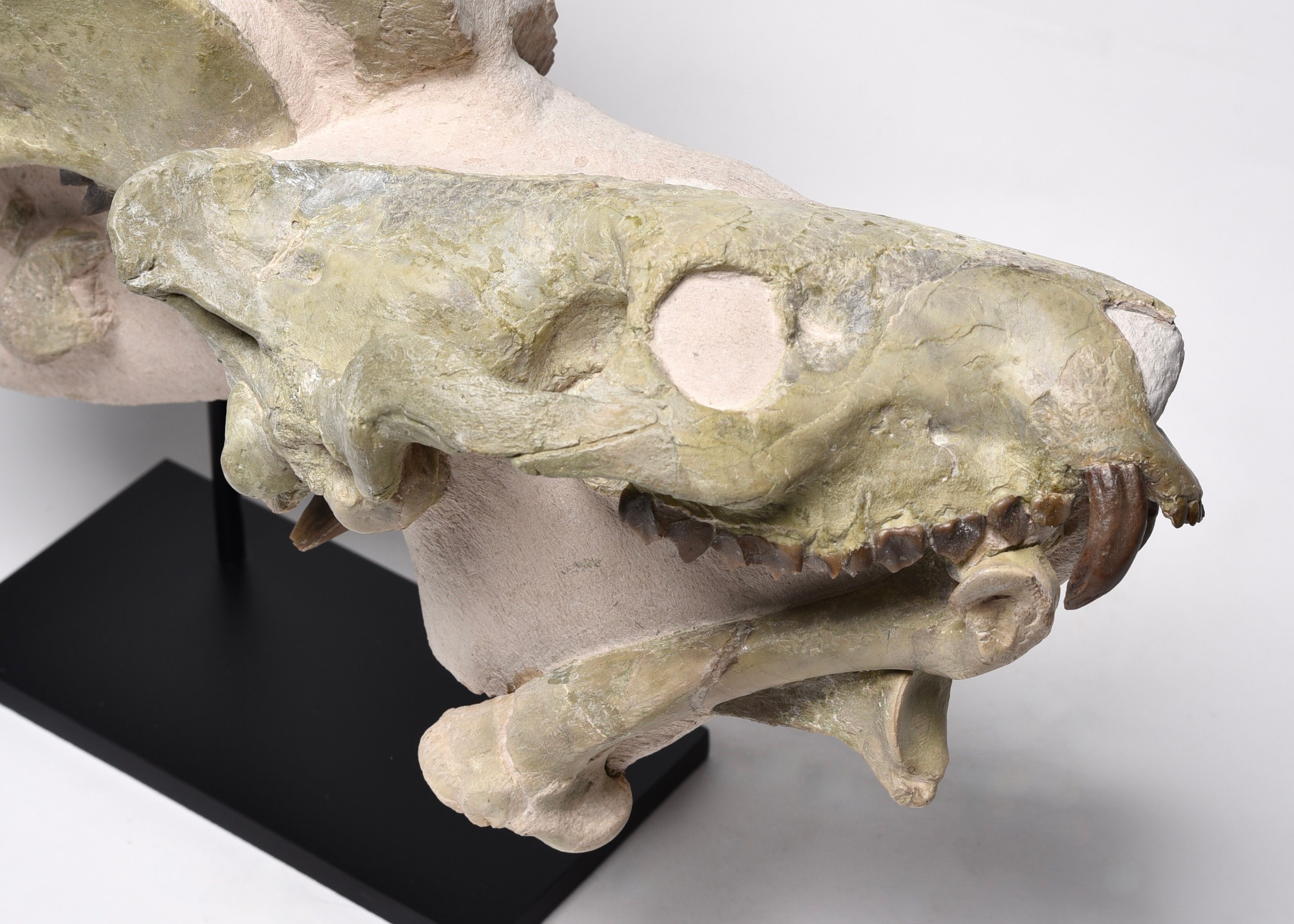 Oreodont partial skeleton