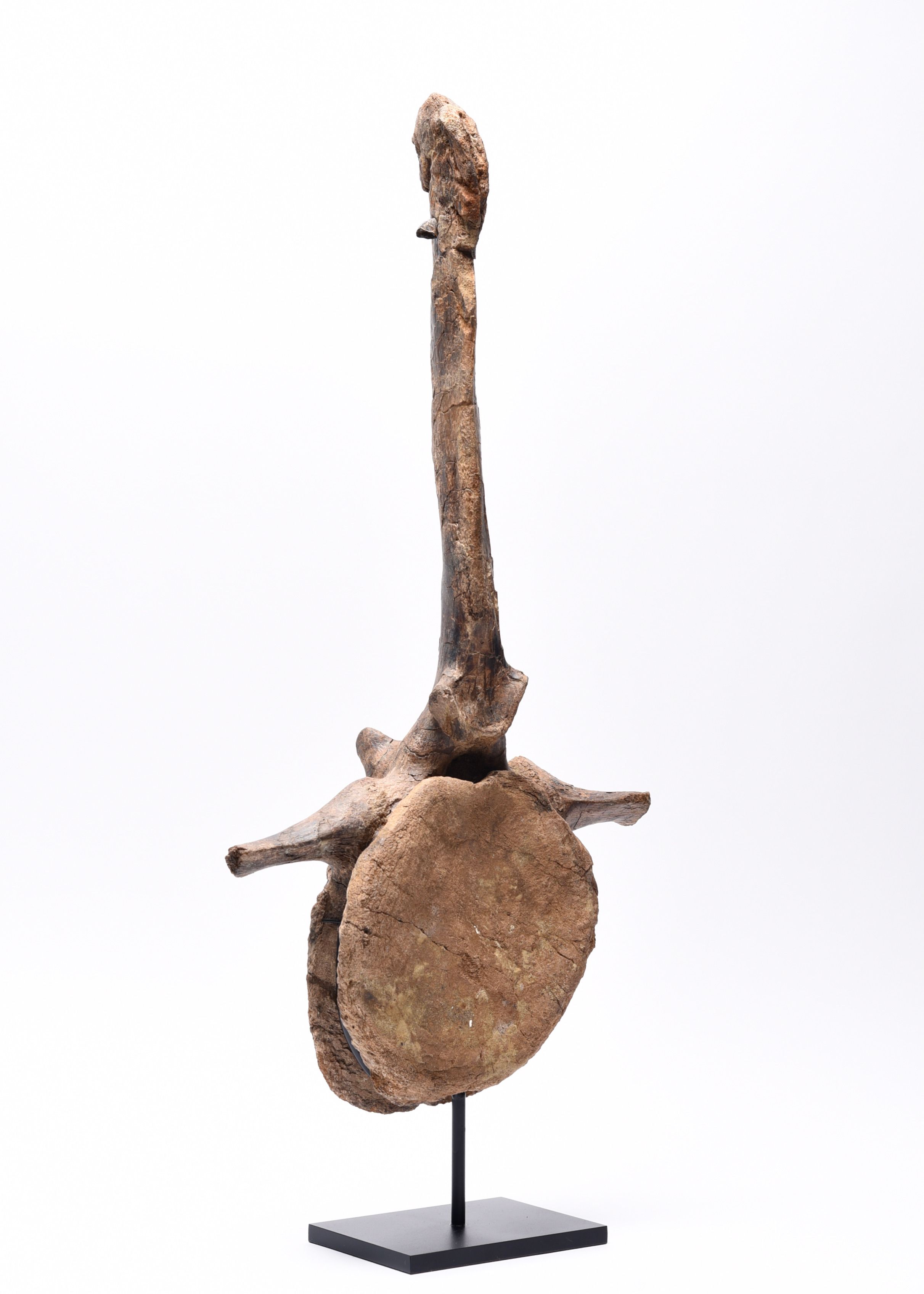 Hadrosaur Vertebra with predation marks