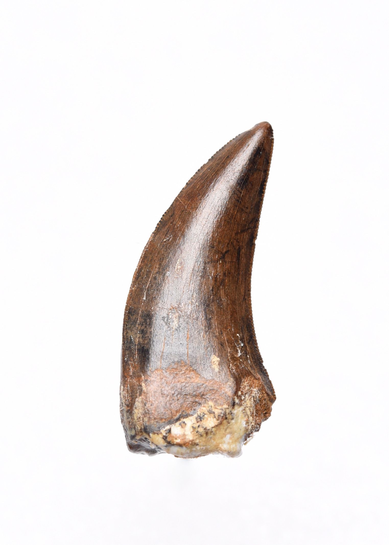 Dromaeosaurus albertensis tooth of gem quality