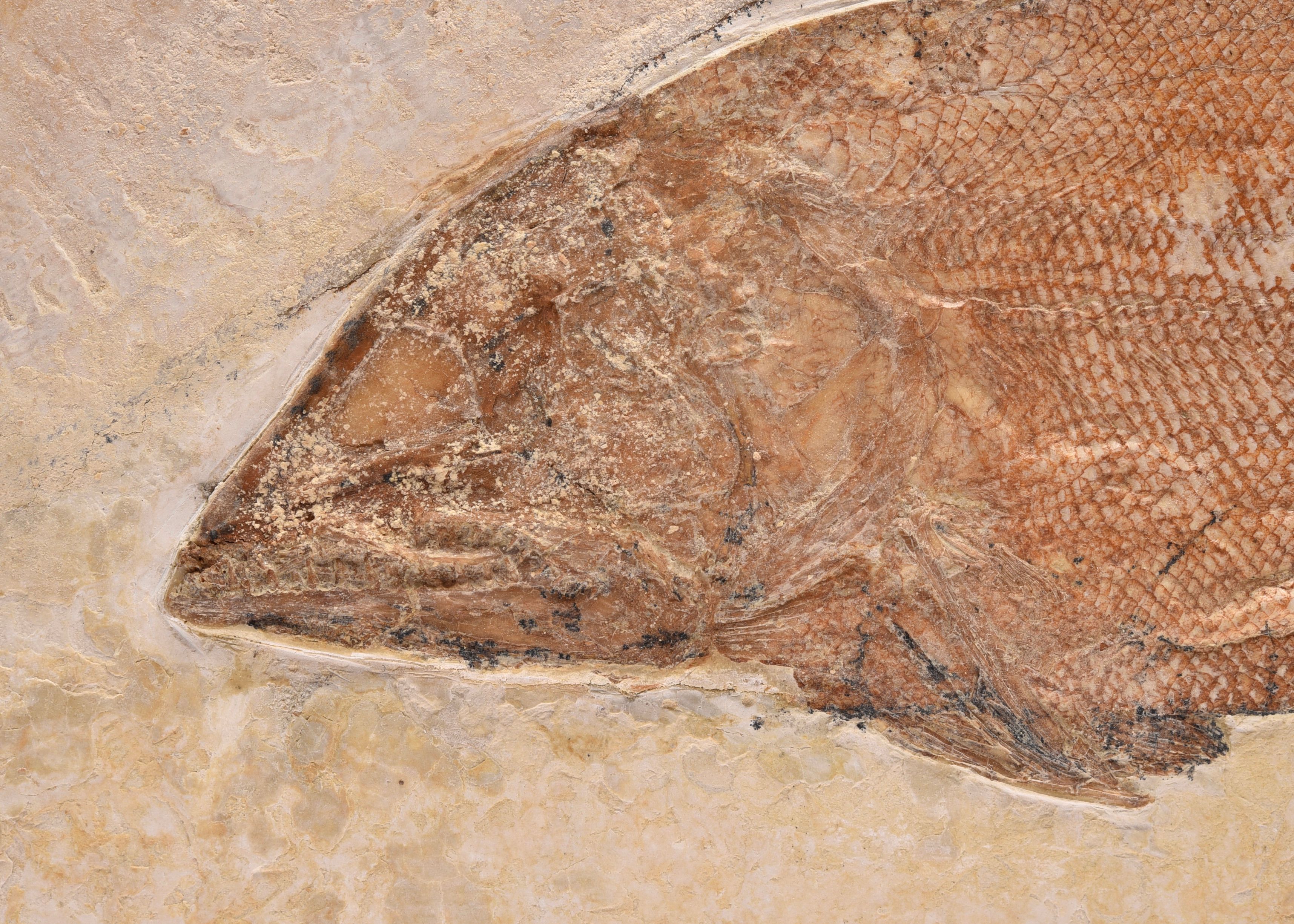 Caturus latus with great details