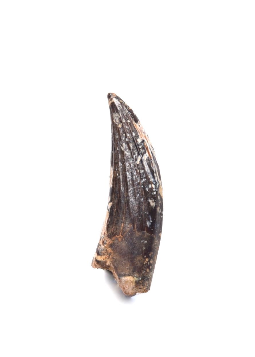 Very rare Paronychodon tooth