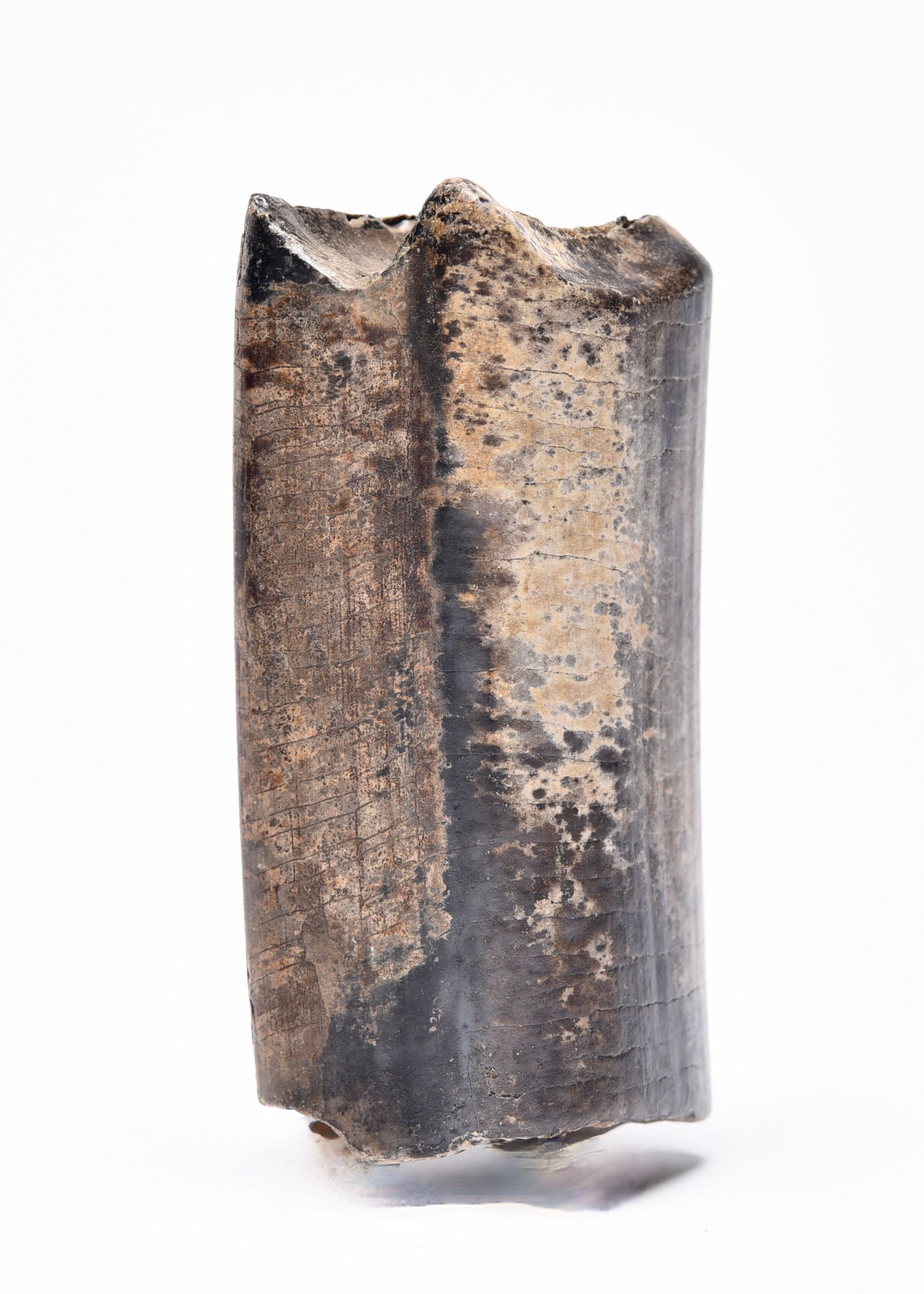 Megatherium americanum Tooth