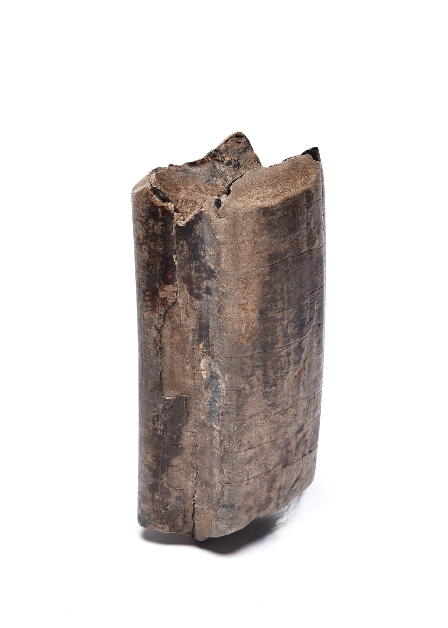 Megatherium americanum Tooth