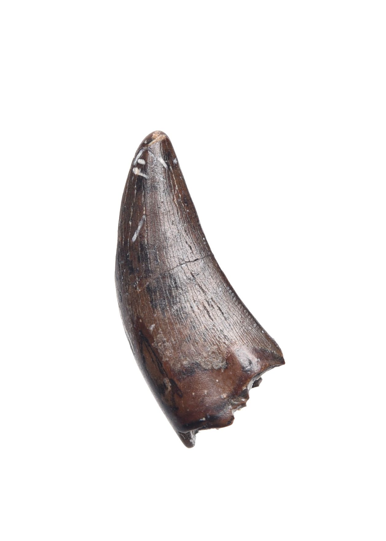 Richardoestesia gilmorei Dromeosaur tooth