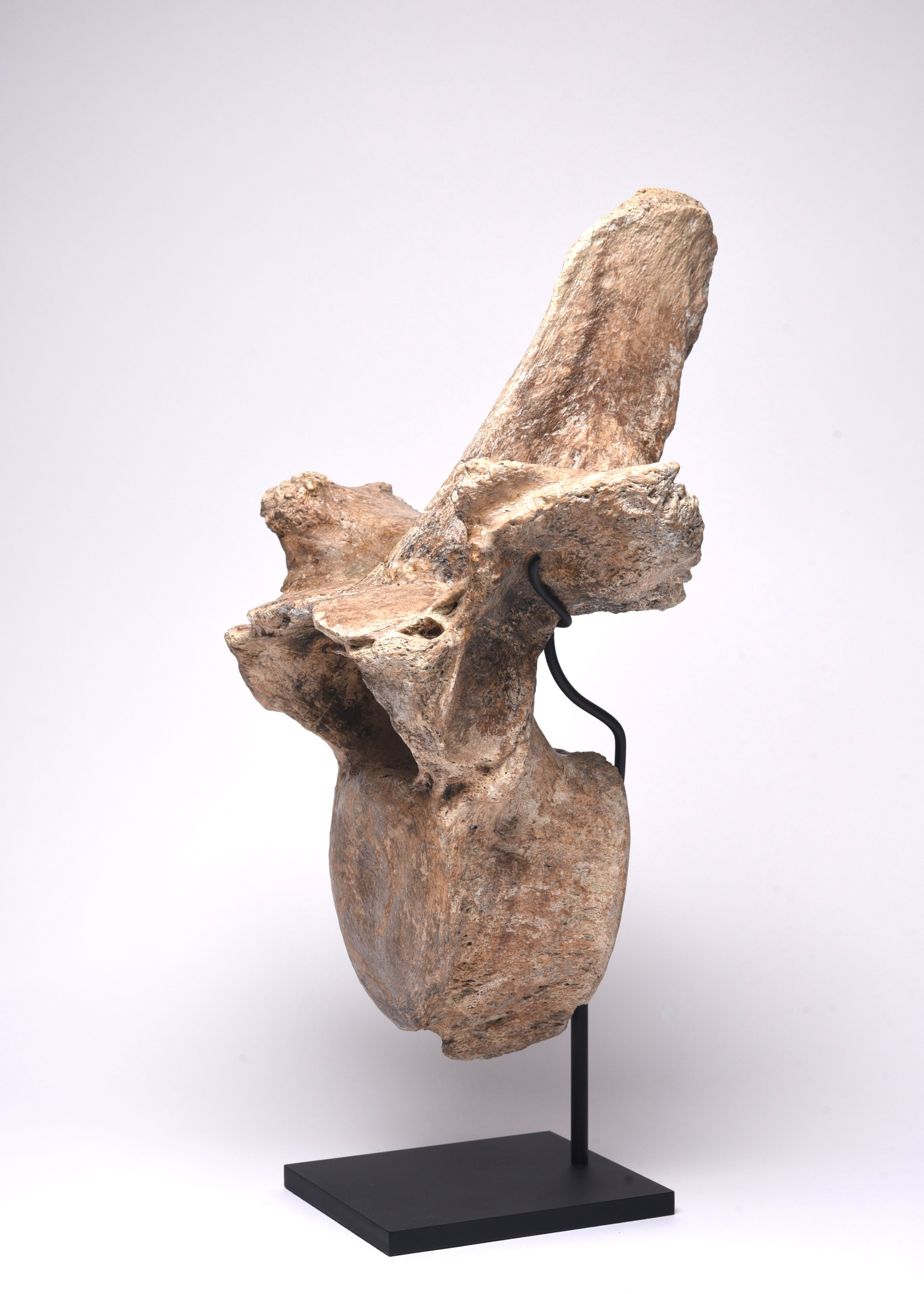Giant Sloth dorsal vertebra