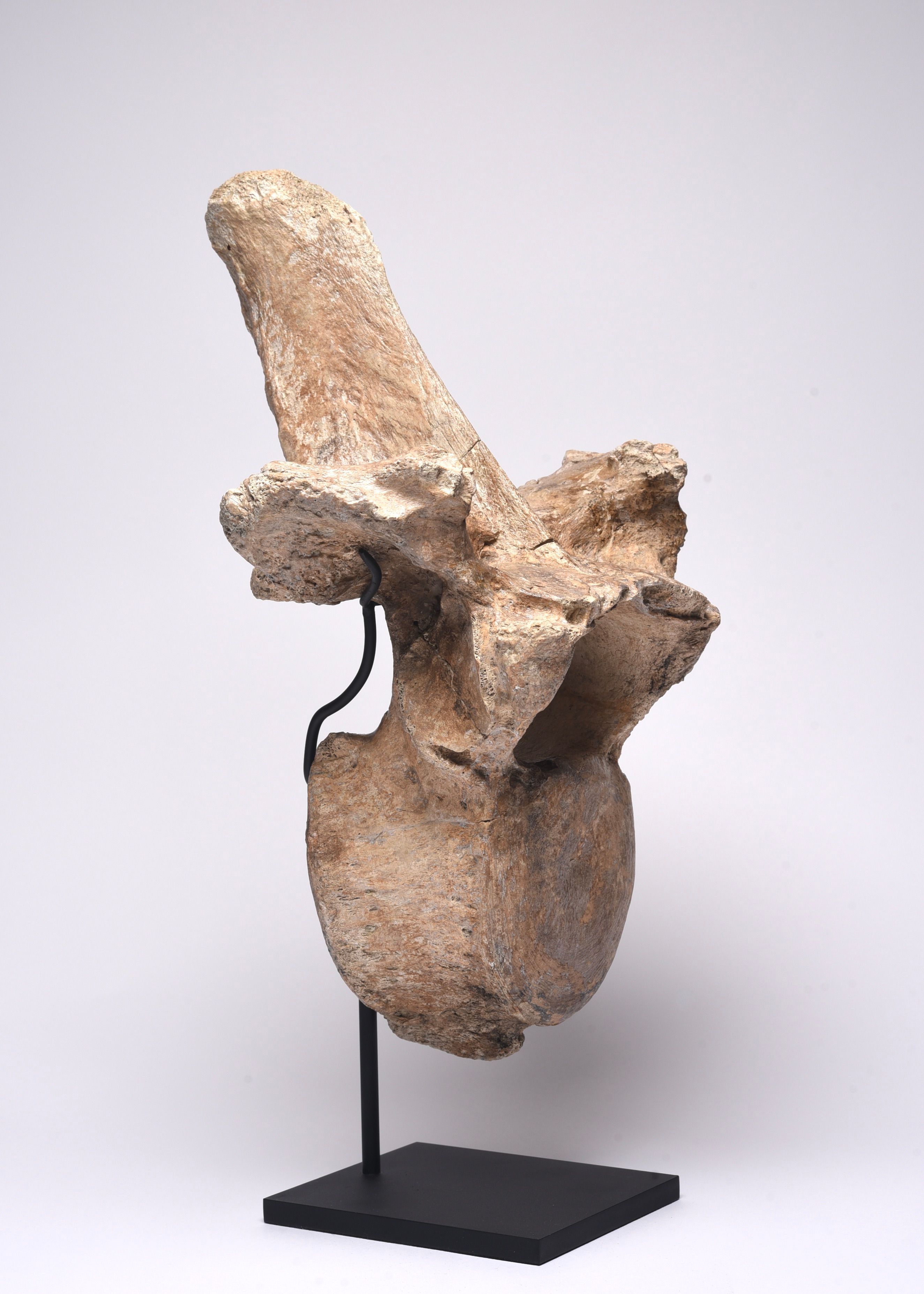 Giant Sloth dorsal vertebra