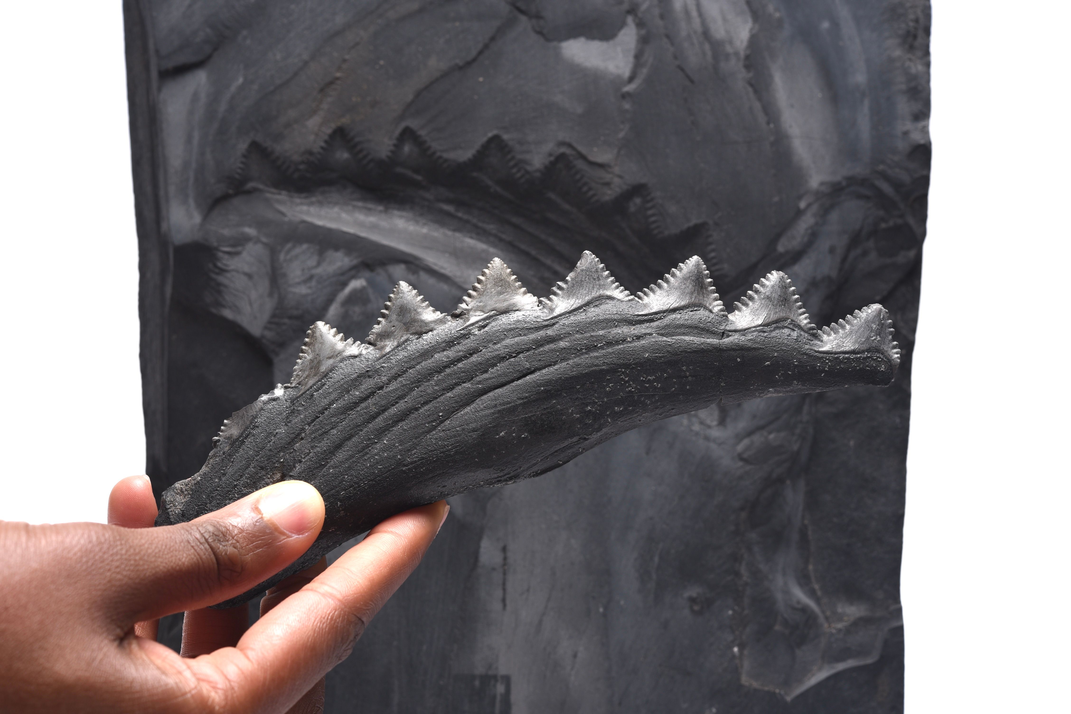Edestus shark jaw with original matrix