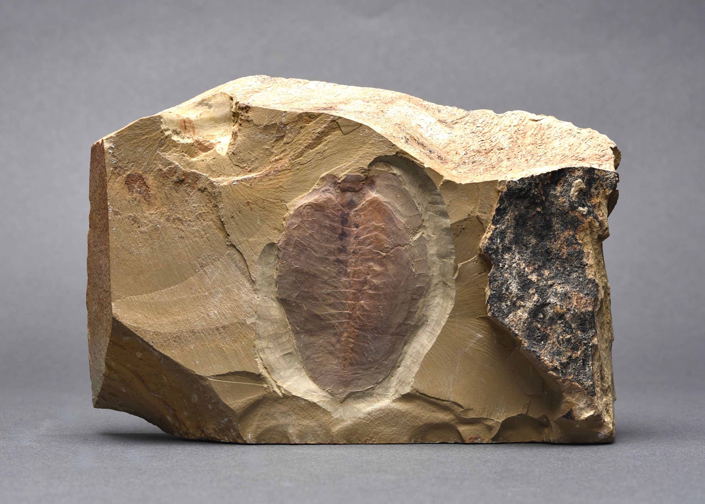 Skioldia aldna museum quality